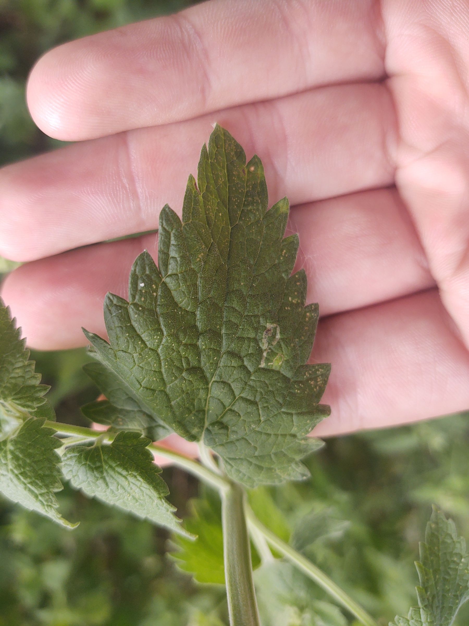 How to Dry Catnip : 6 Steps - Instructables