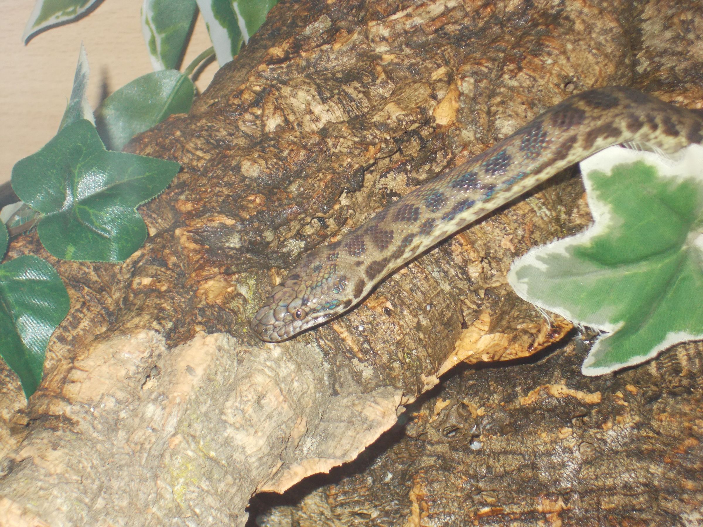 How to Setup a Snake Viv : 13 Steps - Instructables