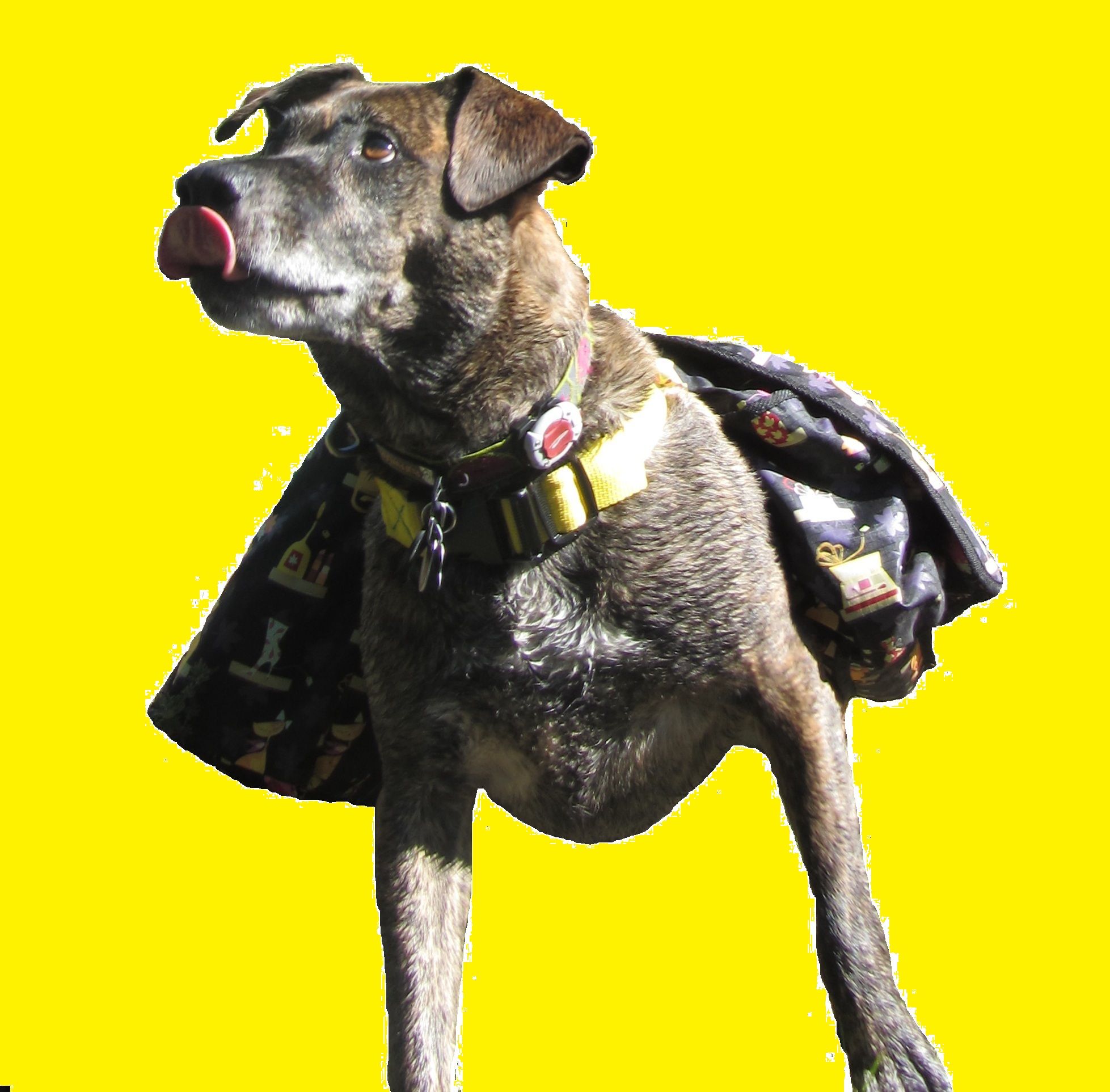 $10 Dog Backpack : 4 Steps (with Pictures) - Instructables