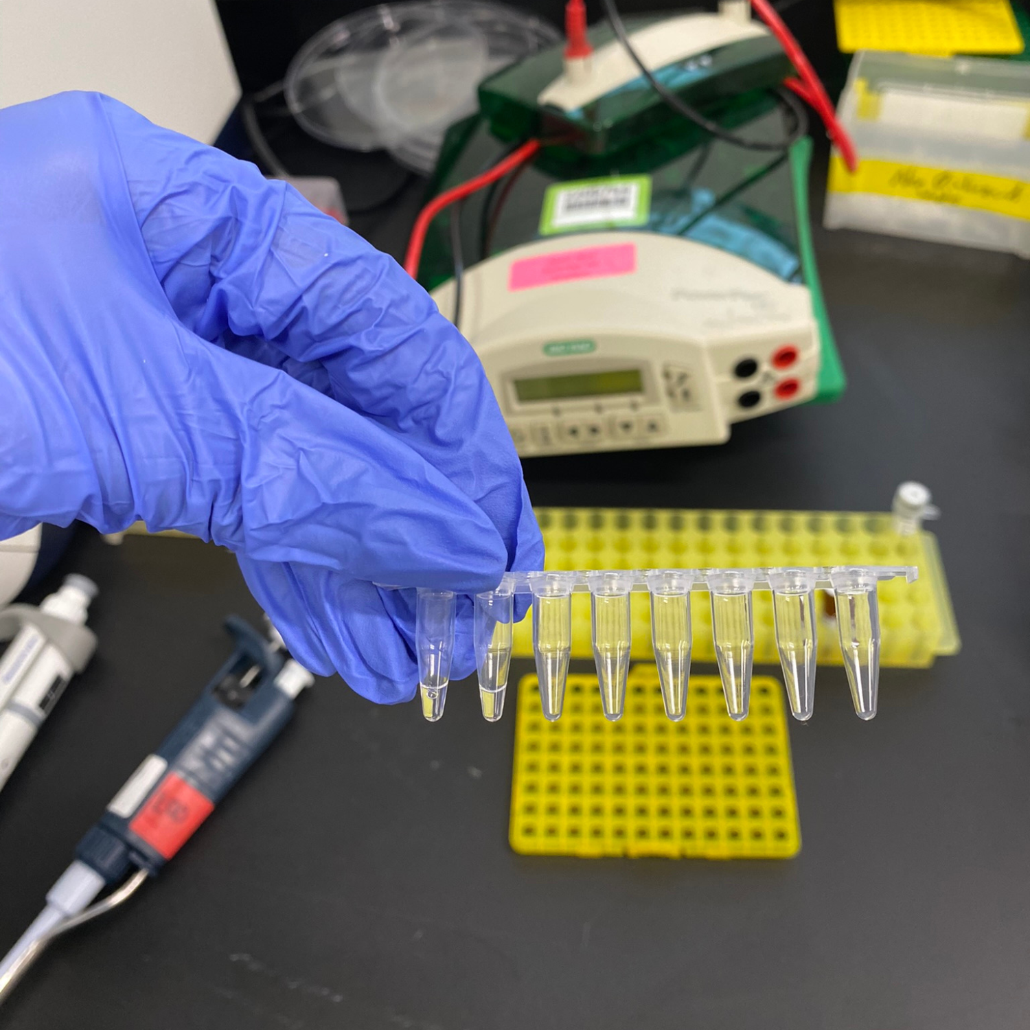 Mastering Molecular Cloning: a Guide to Polymerase Chain Reaction (PCR ...