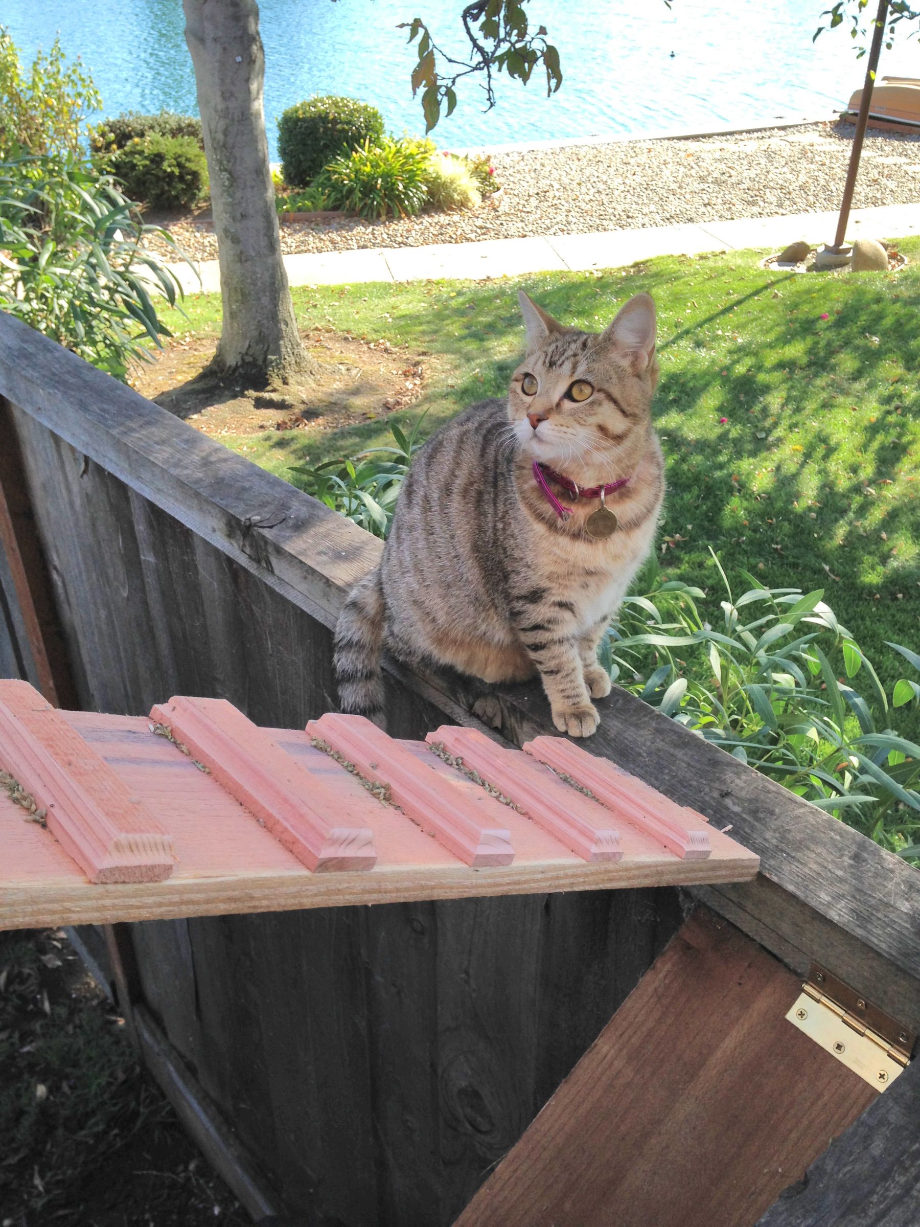Cat Ramp Ladder Thingy : 5 Steps (with Pictures) - Instructables