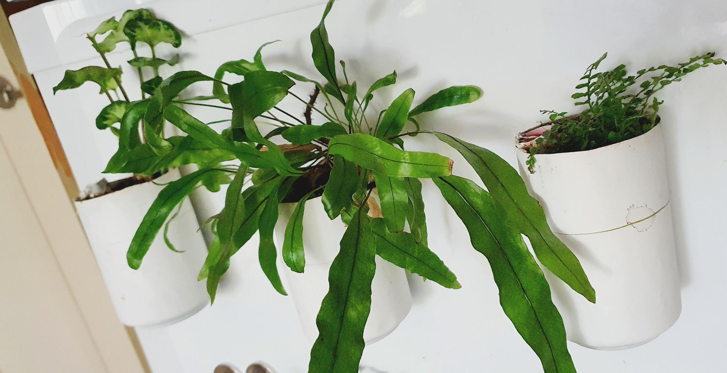 Self Watering Fridge Garden : 7 Steps - Instructables