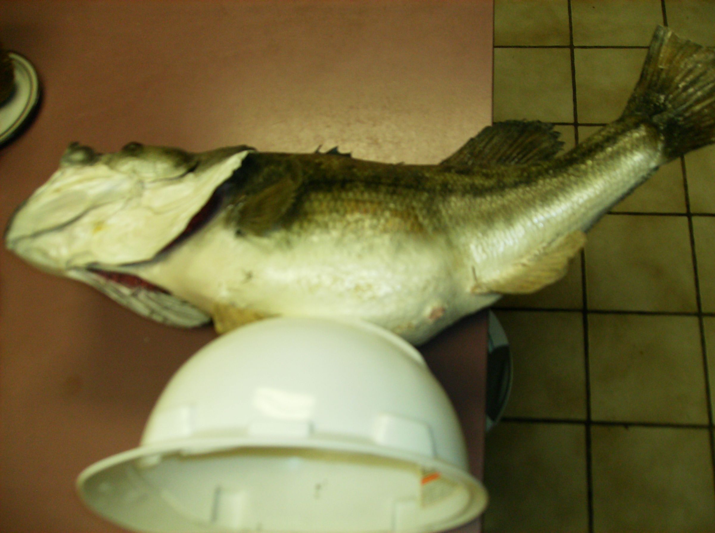 The Taxidermied Fish Helmet! : 5 Steps (with Pictures) - Instructables