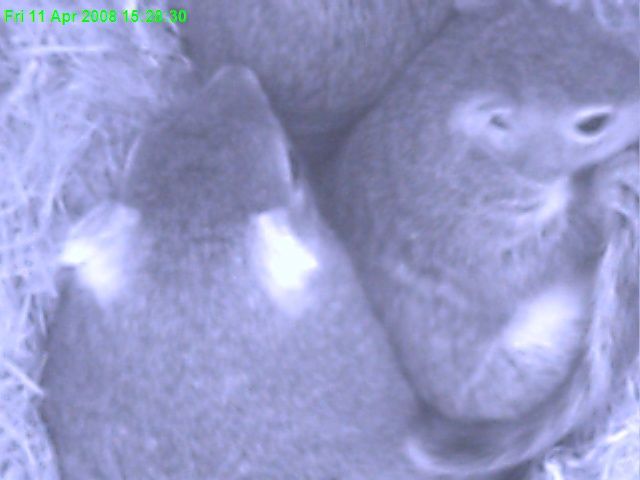 Squirrel Nest Camera : 4 Steps (with Pictures) - Instructables