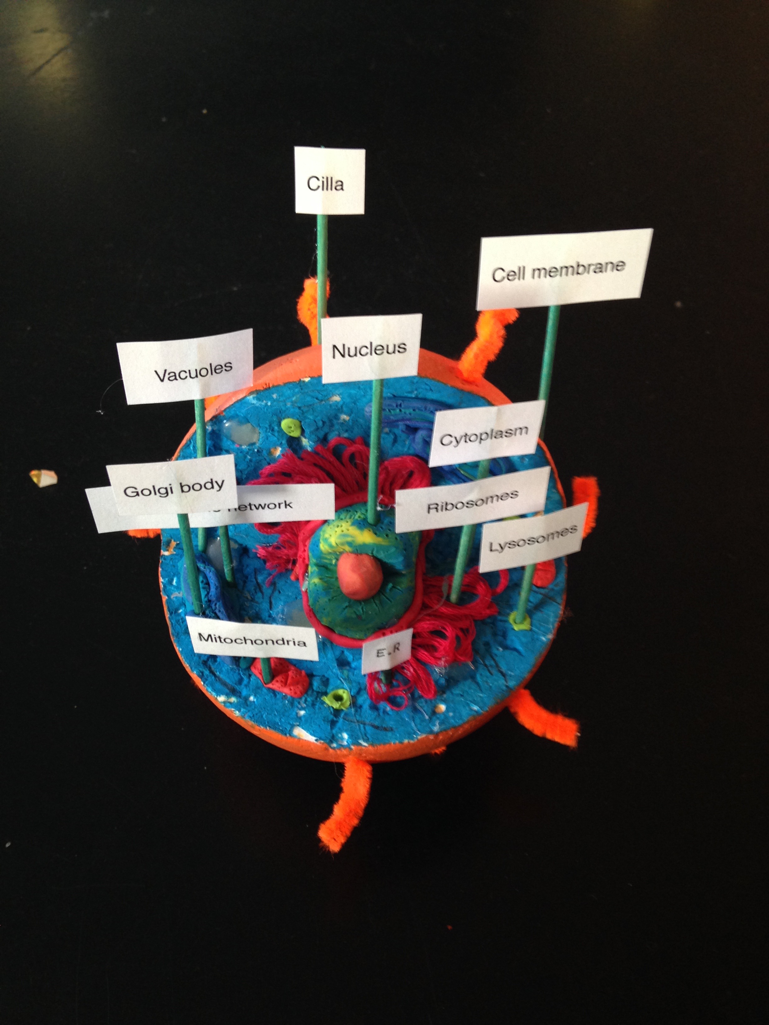 Animal Cell Learning Tool : 18 Steps (with Pictures) - Instructables