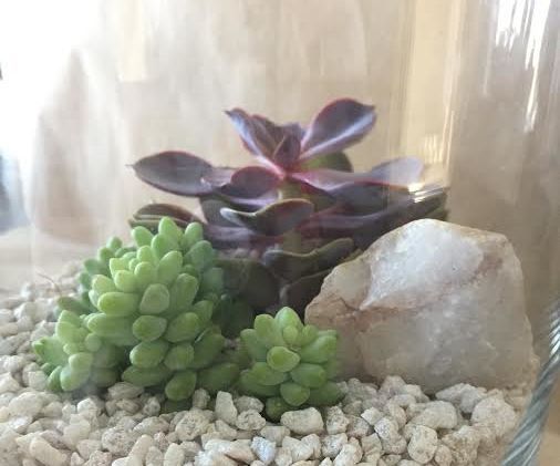 Easy Terrarium : 8 Steps (with Pictures) - Instructables