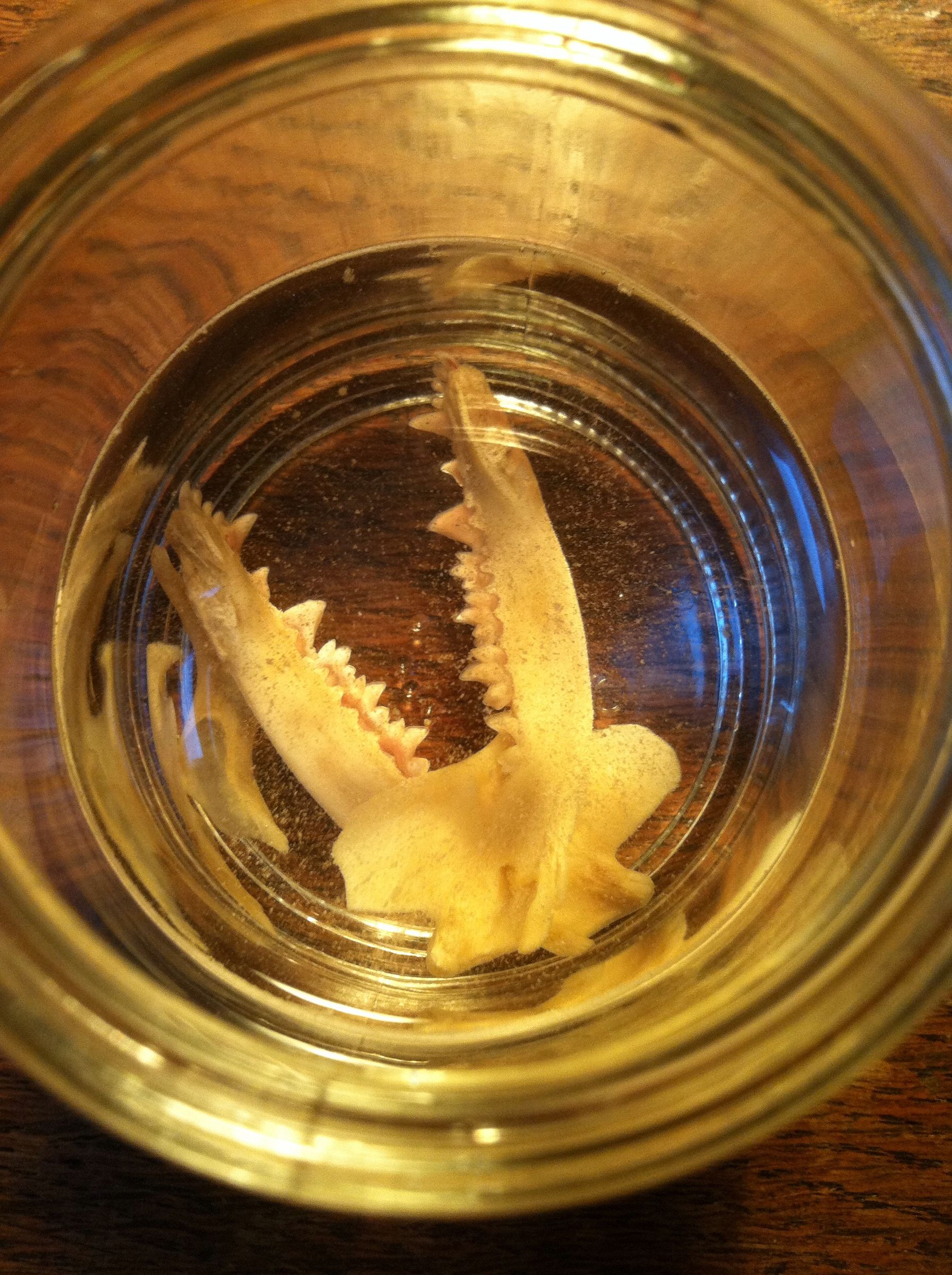 Preserve Your Own Animal Skull : 11 Steps (with Pictures) - Instructables