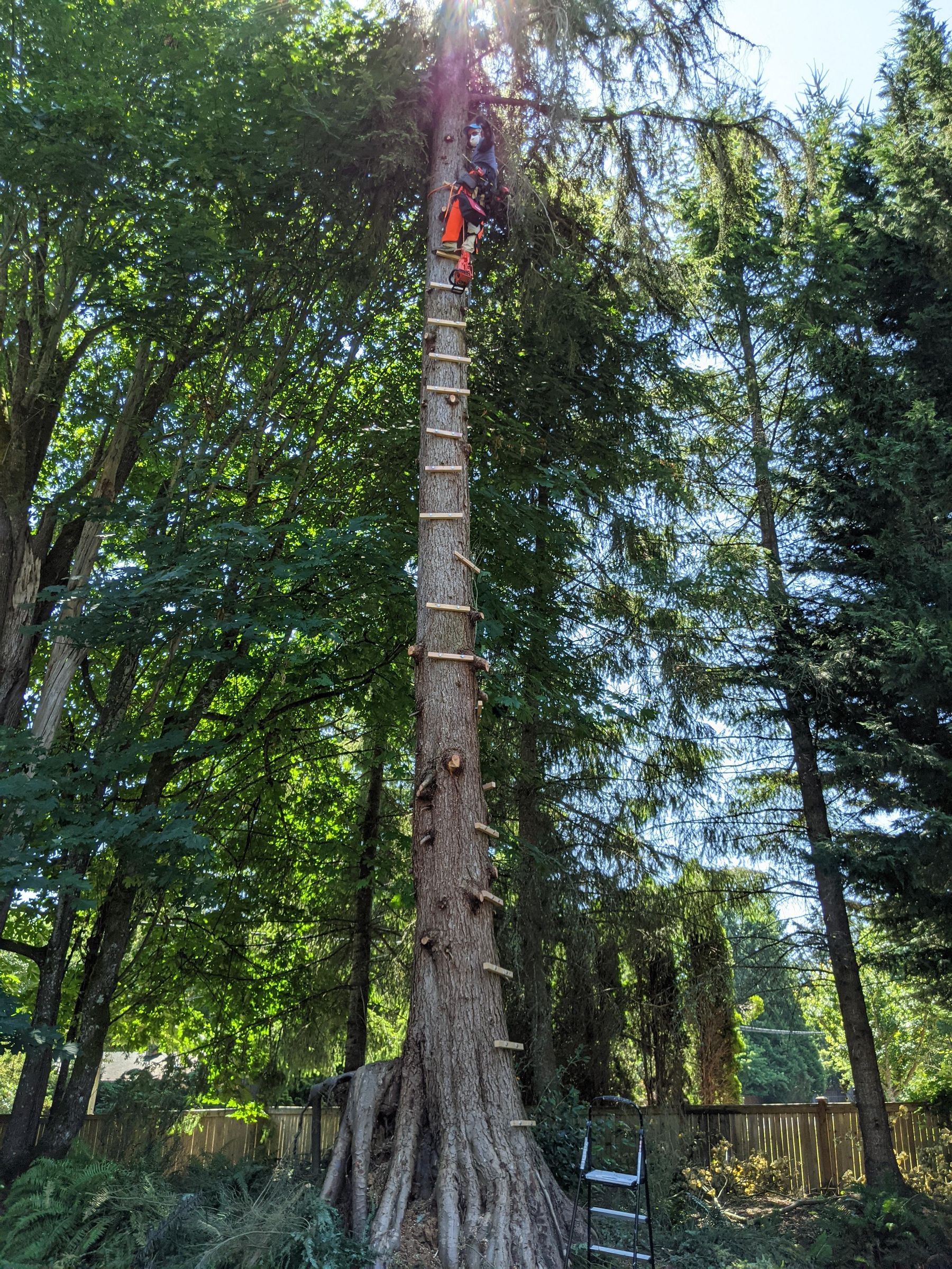 DIY: Build a Ladder and Cut the Tree - Removing Large Trees Near Fences ...
