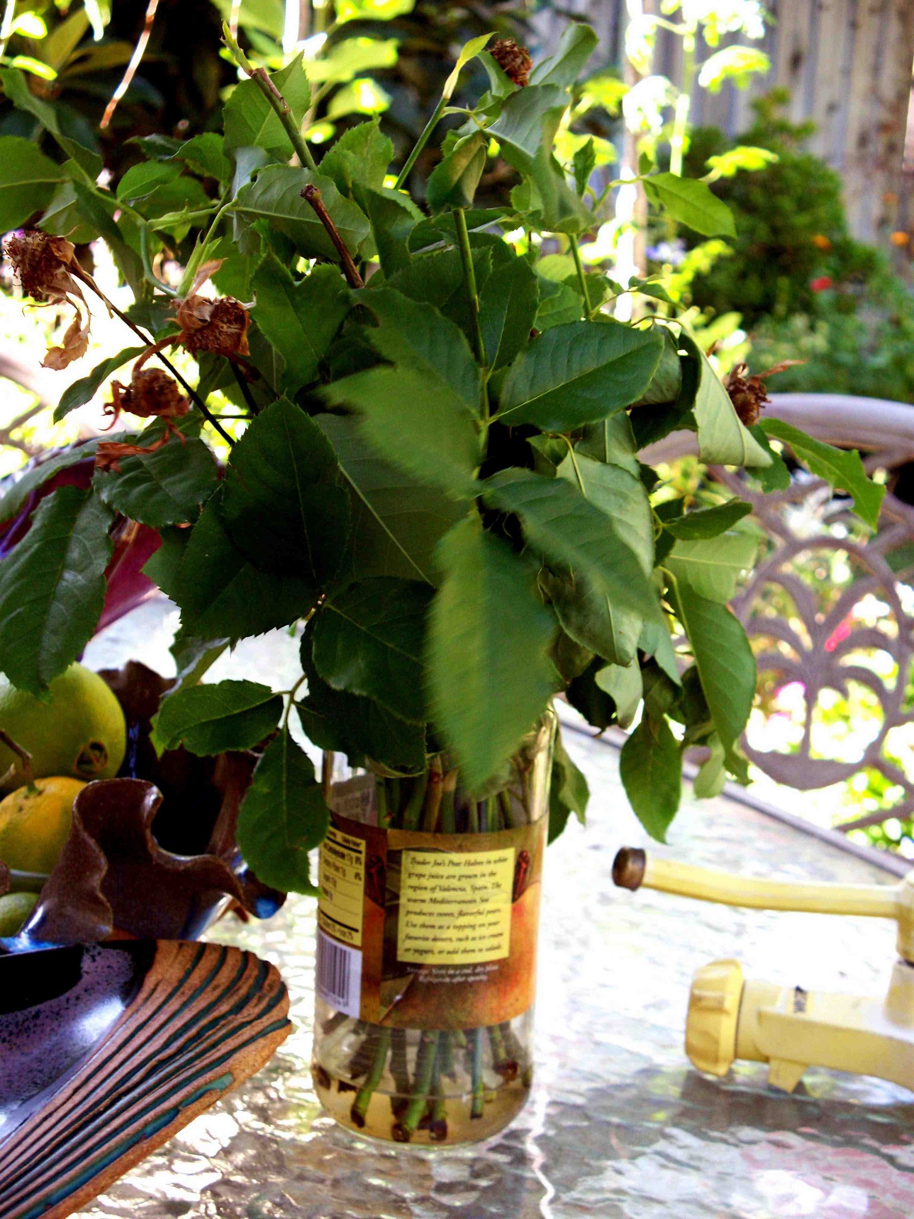 HOW TO Propagate Rose Stem Cuttings : 4 Steps (with Pictures ...