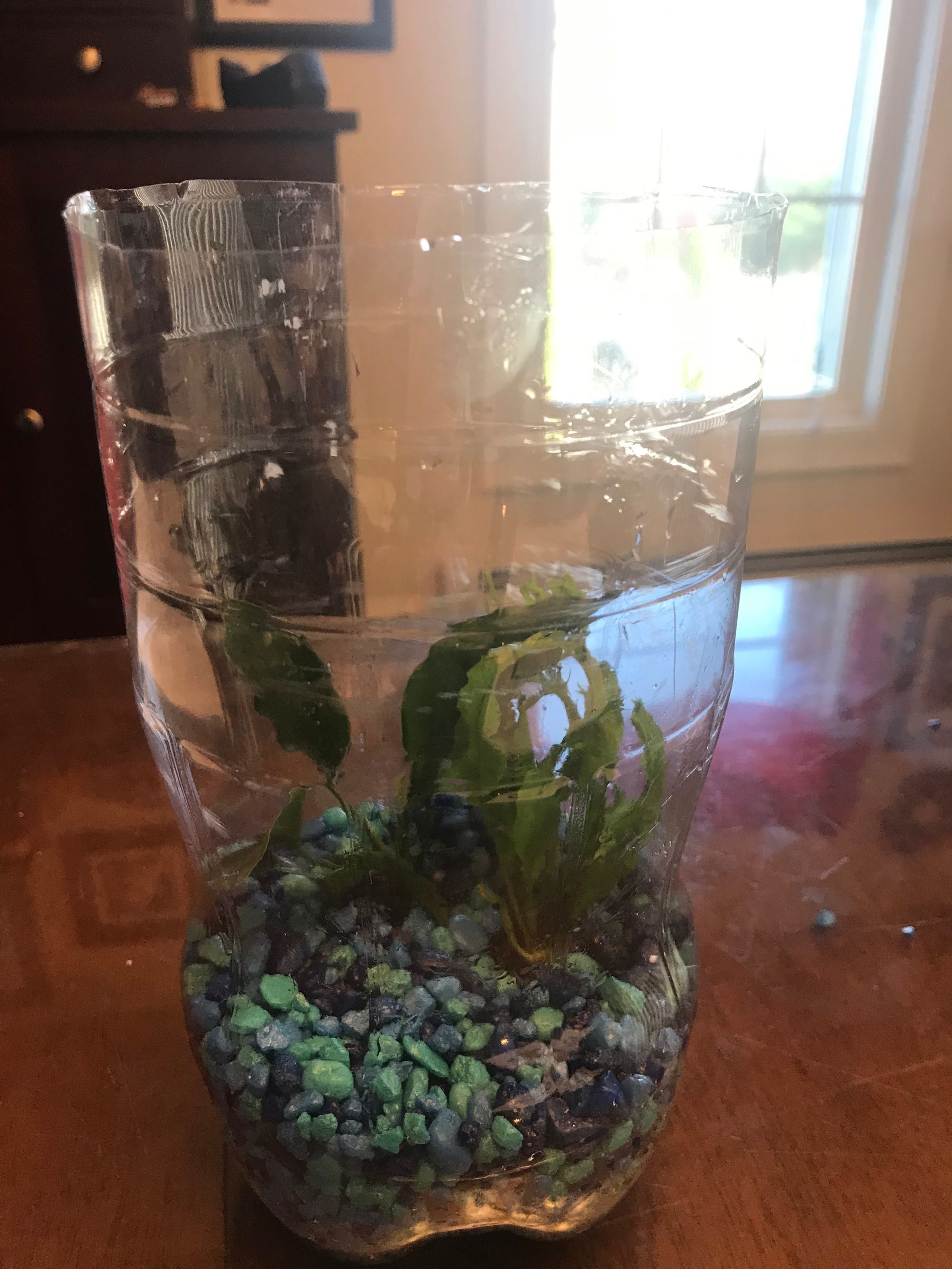 Ecosystem in a Bottle : 11 Steps (with Pictures) - Instructables