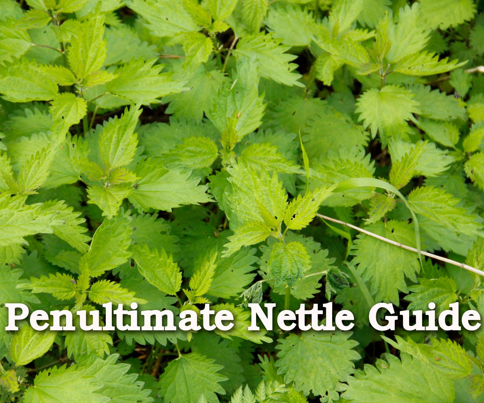 The Penultimate Nettle Guide : 11 Steps (with Pictures) - Instructables