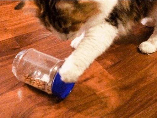 Cat Kibble Foraging Toy : 3 Steps - Instructables