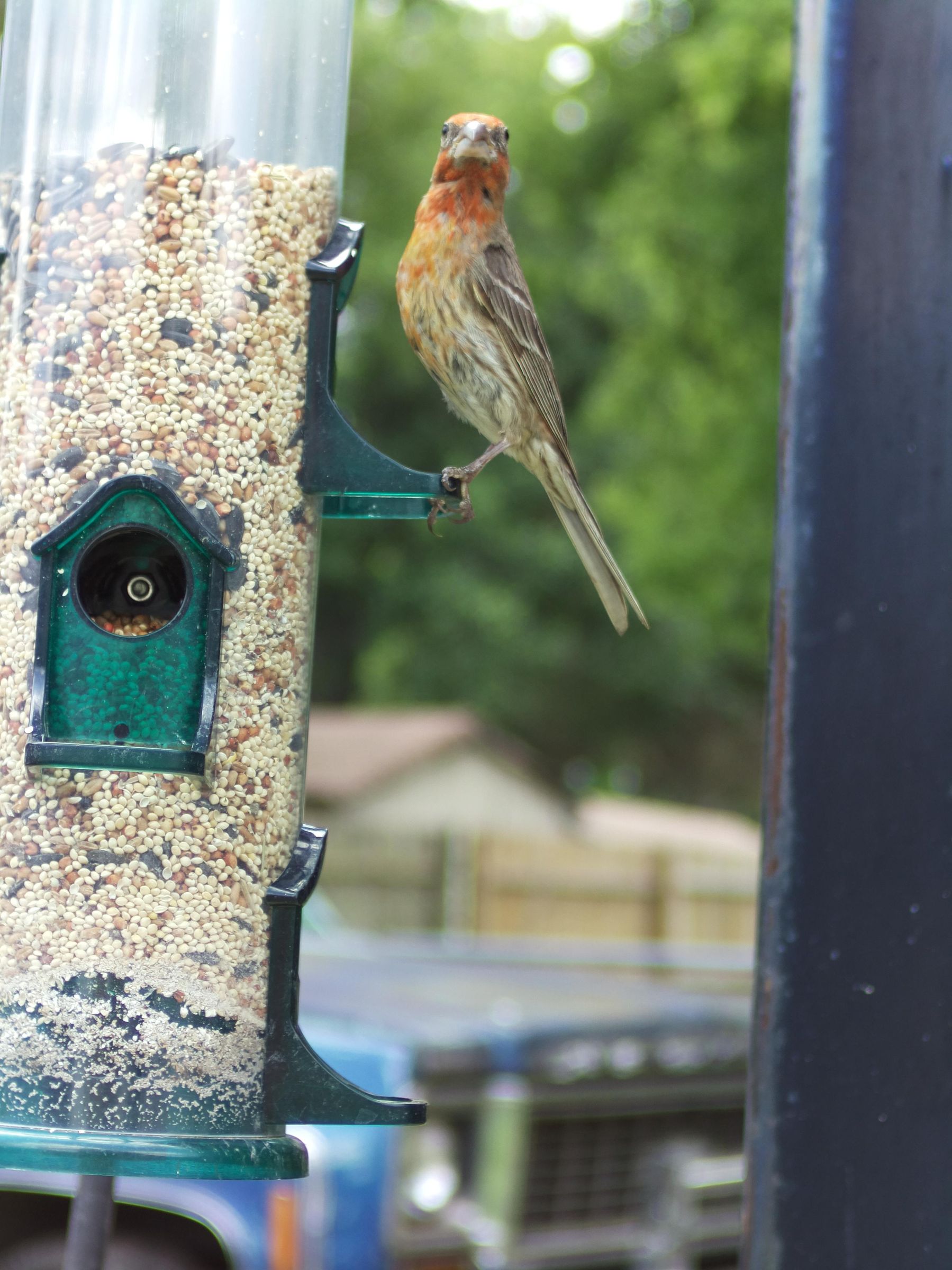 Bird Photo Booth : 6 Steps - Instructables