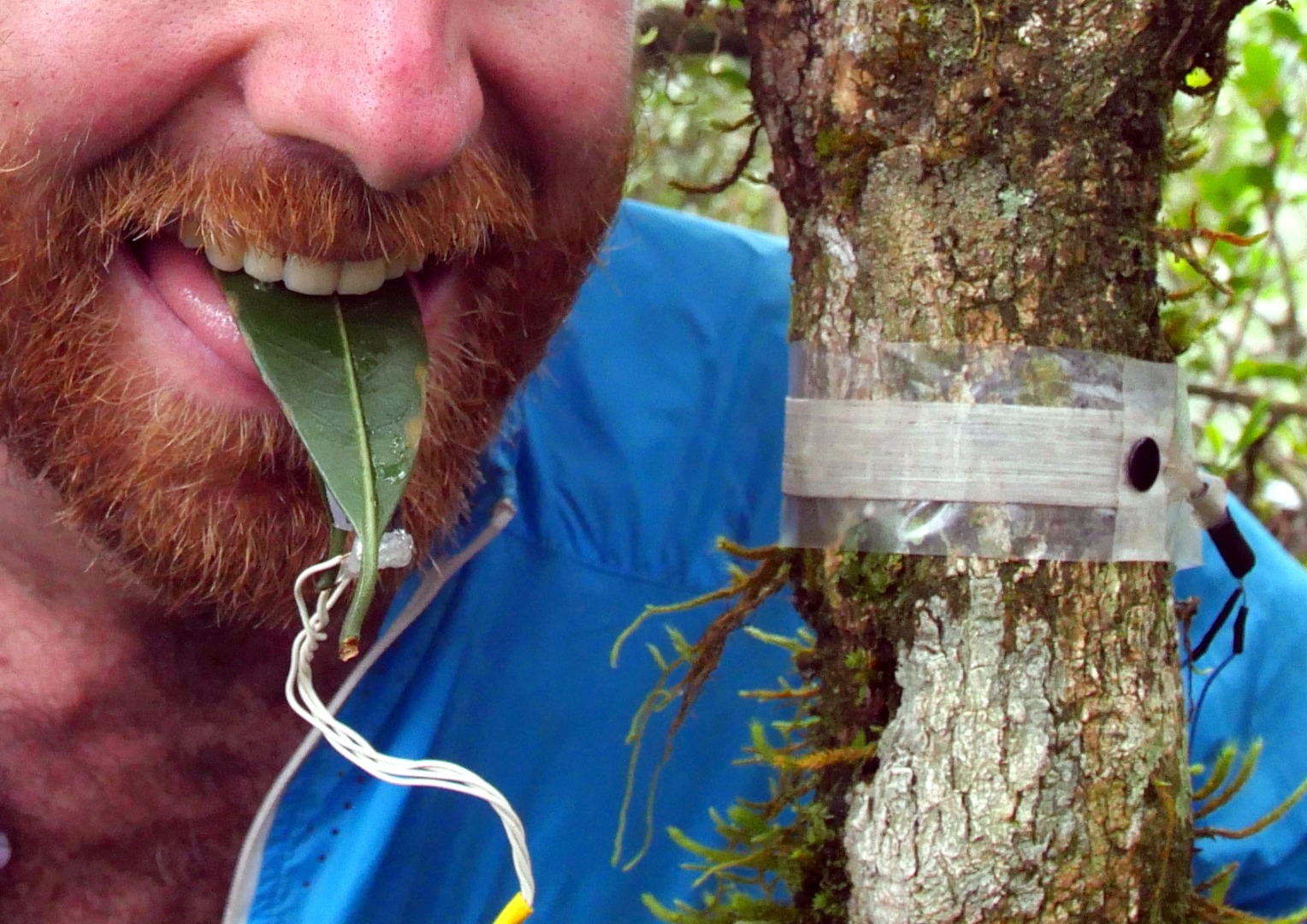 Fiber-Optic Jungle Insect Traffic Taster : 17 Steps (with Pictures ...