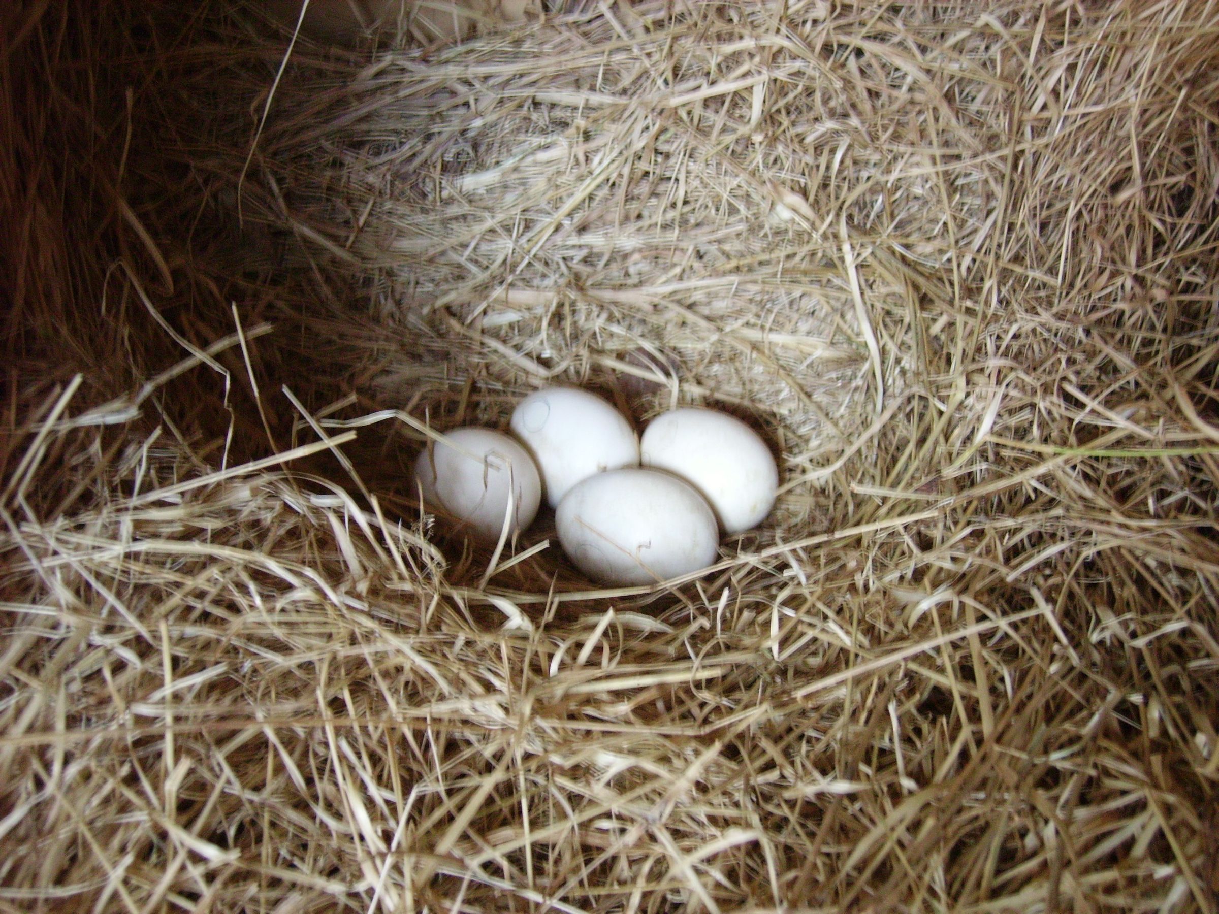 Hatching Chicken Eggs Naturally : 12 Steps (with Pictures) - Instructables