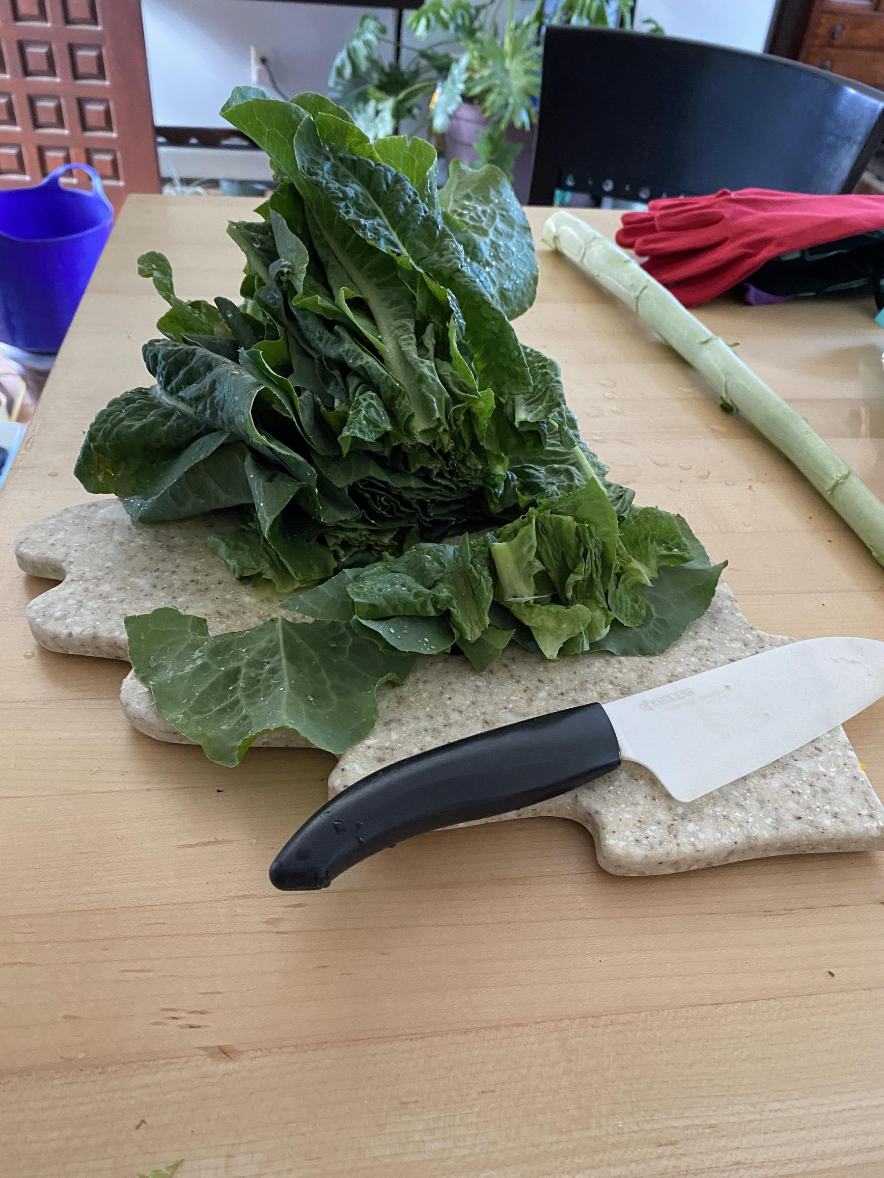 Celtuce Salad : 4 Steps (with Pictures) - Instructables