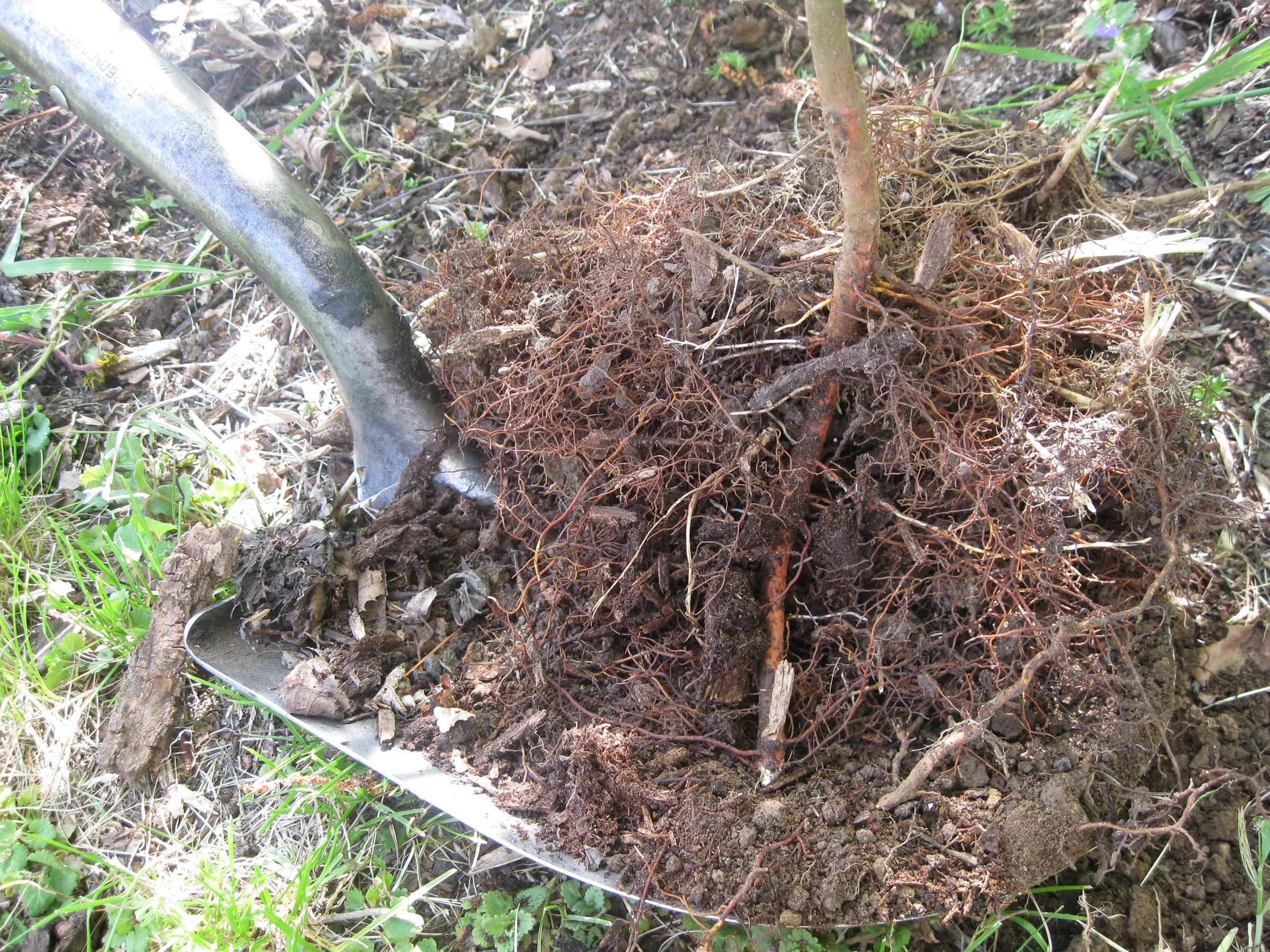 Shrub Propagation : 6 Steps - Instructables