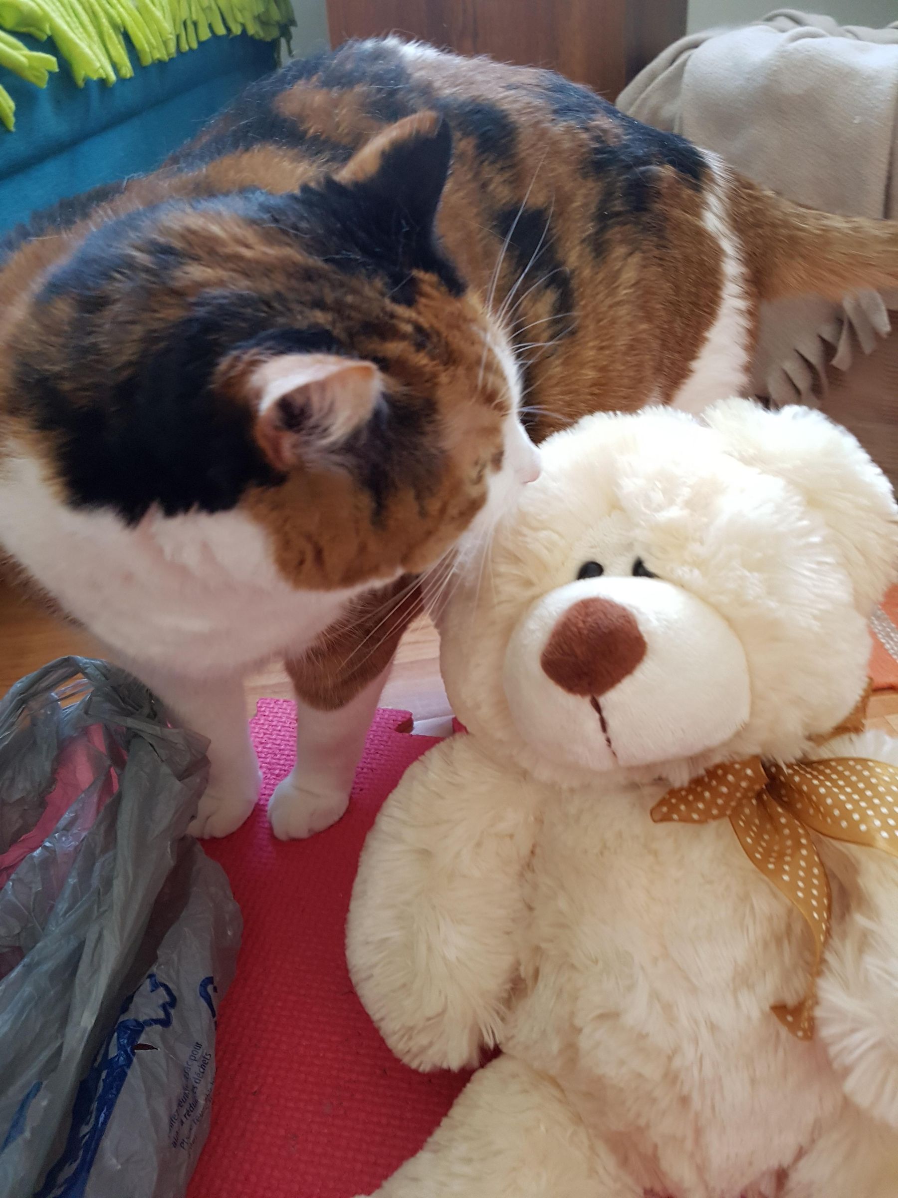 Turn Your Pet Into a Real Life Teddy Bear : 7 Steps (with Pictures ...