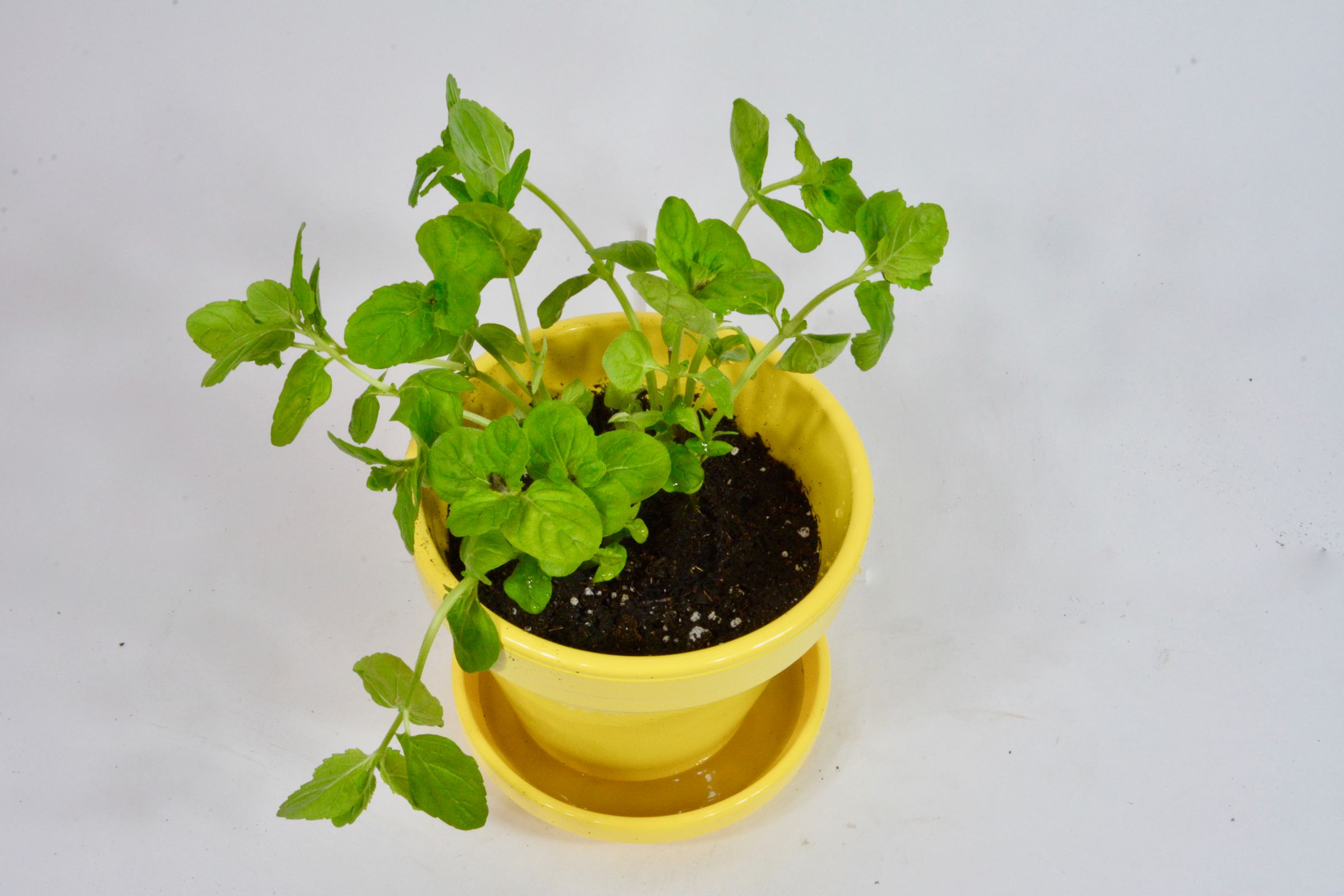 How to Transplant a Mint Plant to a Potter : 13 Steps (with Pictures ...