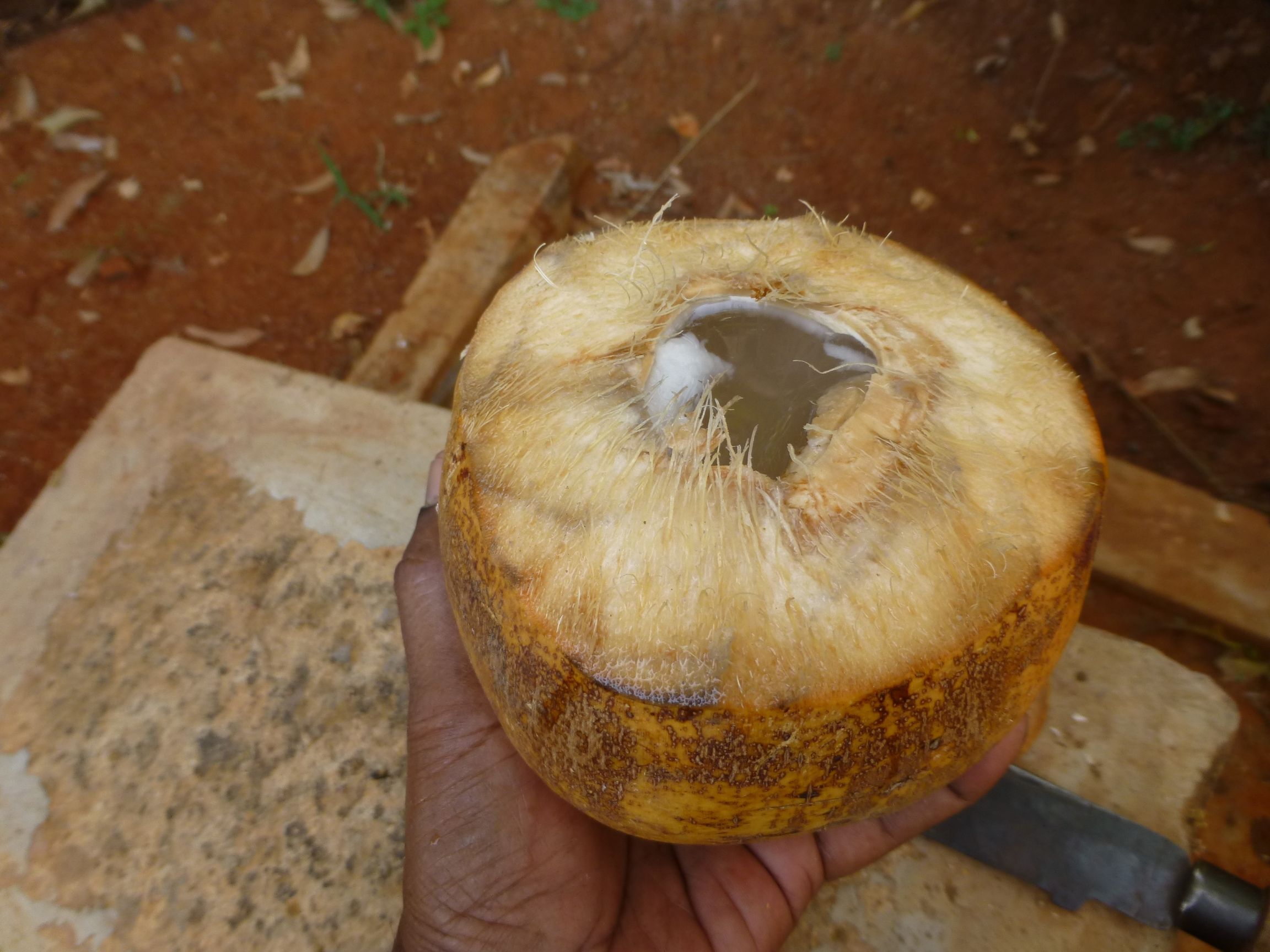 How to Cut Open a Tender Coconut : 7 Steps (with Pictures) - Instructables