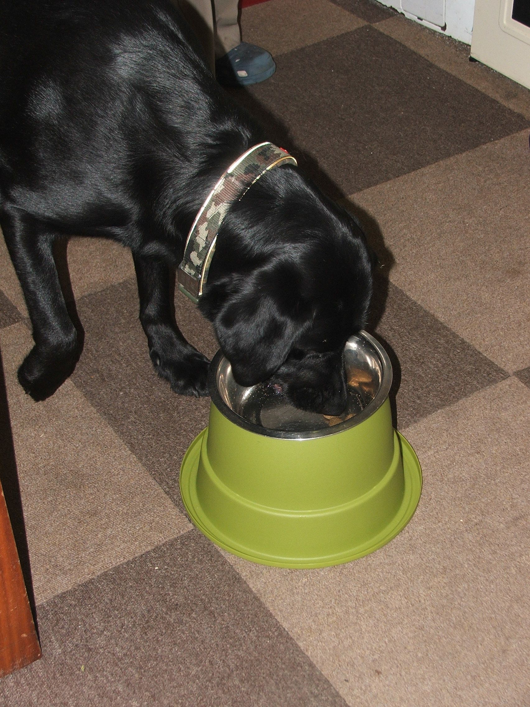 Plantpot Dog Dishes : 3 Steps (with Pictures) - Instructables