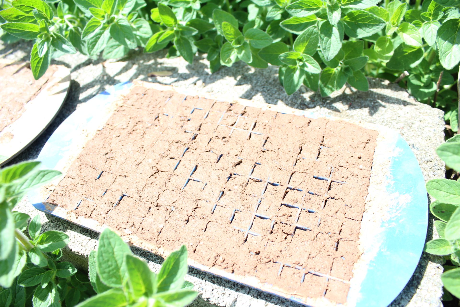 Homemade Pelleted Seeds : 8 Steps (with Pictures) - Instructables