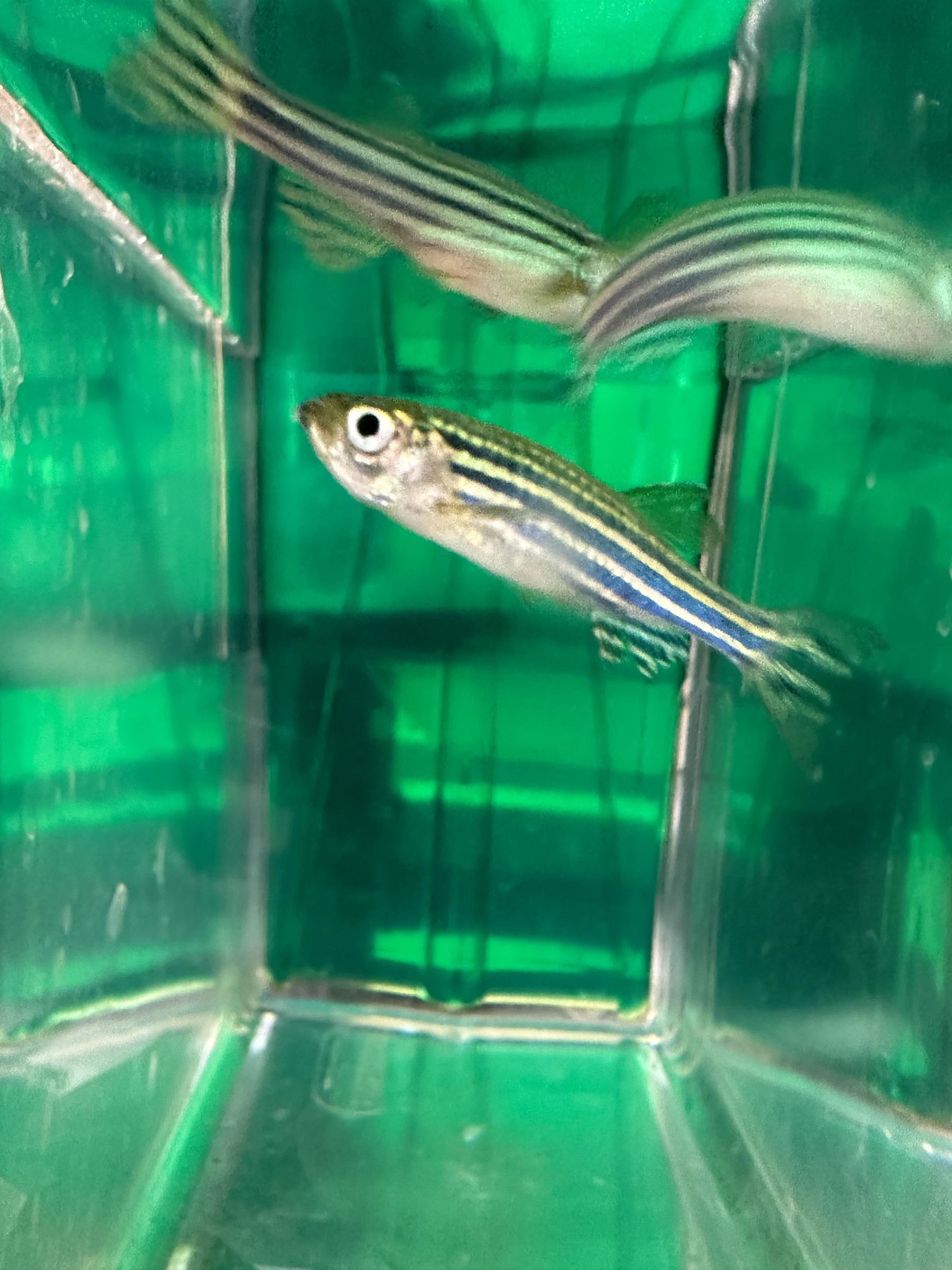 How to Prepare Brine Shrimp As Food for Zebra-fish : 8 Steps ...