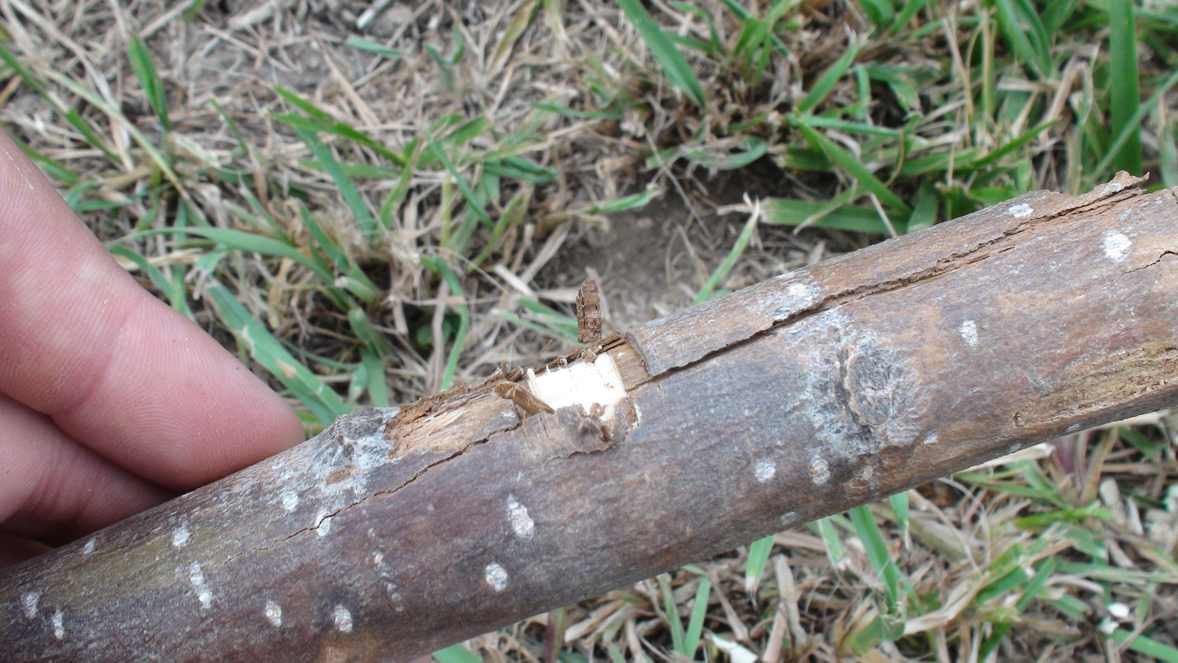 How to Make a Rabbit Snare : 3 Steps (with Pictures) - Instructables