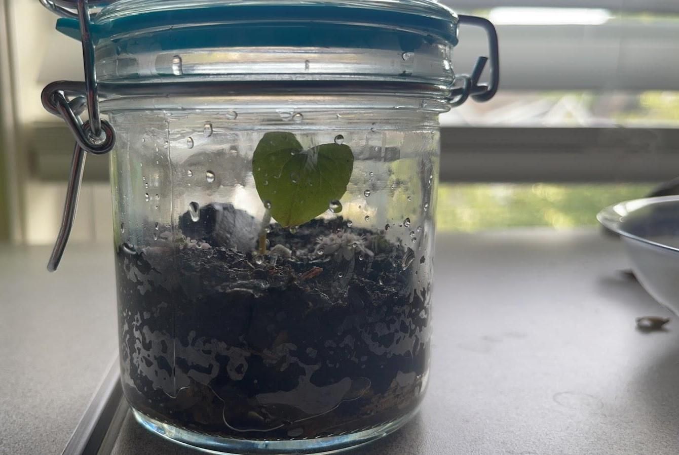 Small Closed Terrarium : 5 Steps (with Pictures) - Instructables