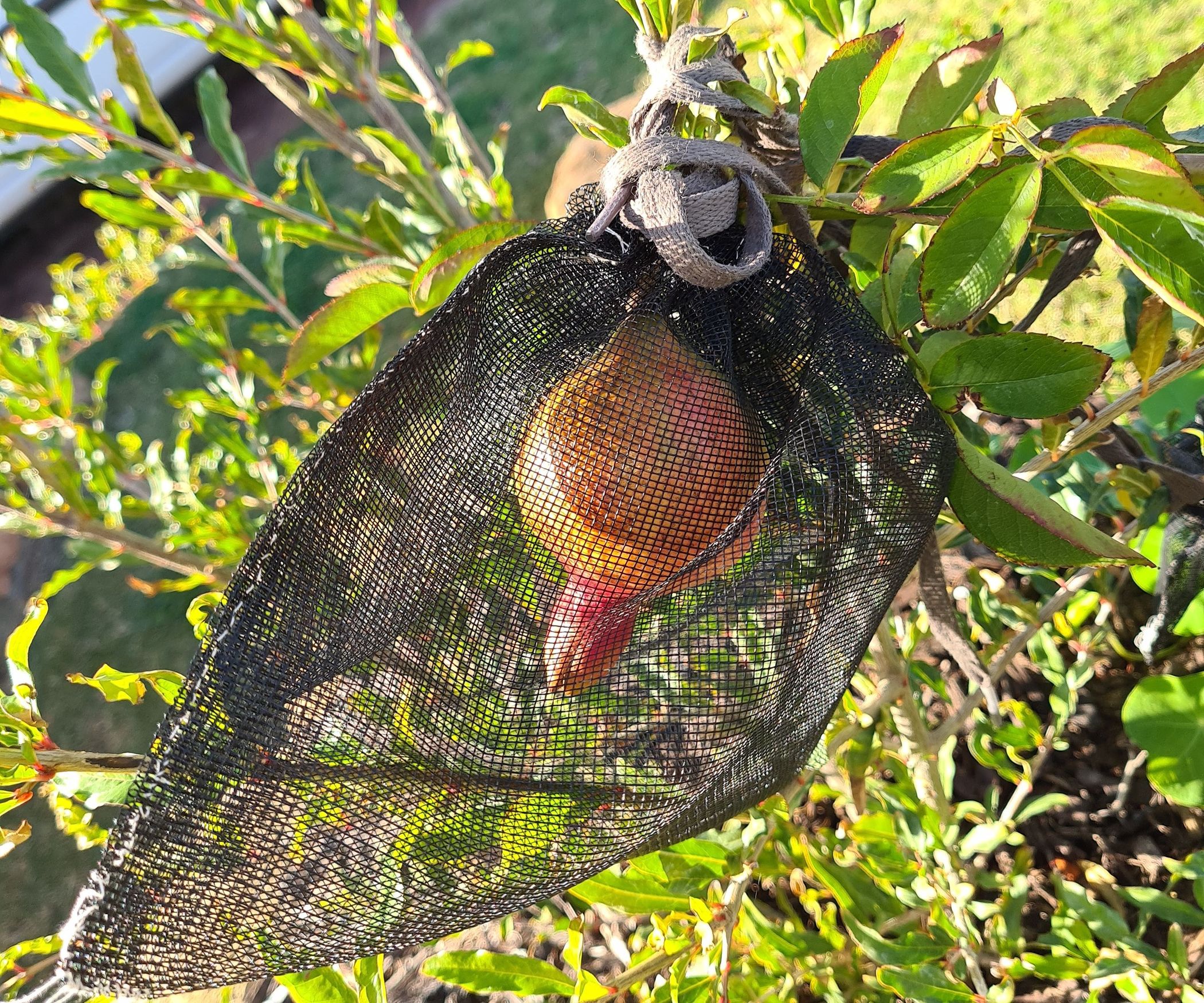 Fruit Protection Bags : 4 Steps (with Pictures) - Instructables