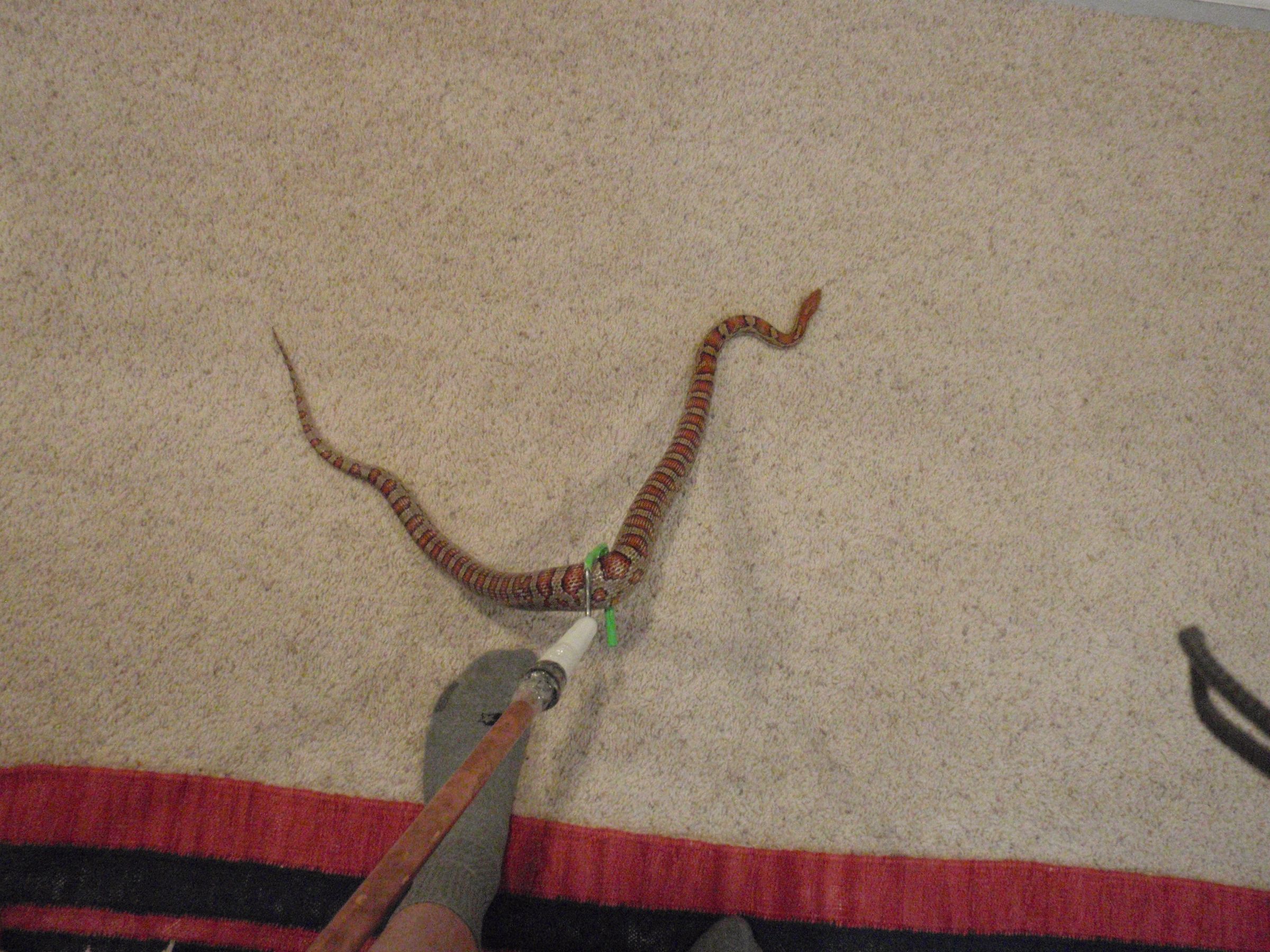 New and Improved Snake Hook - Instructables