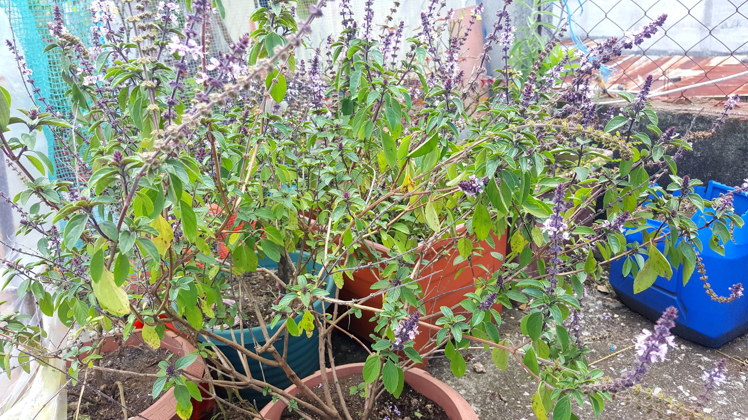 How to Reproduce Basil Without Seed : 4 Steps (with Pictures ...