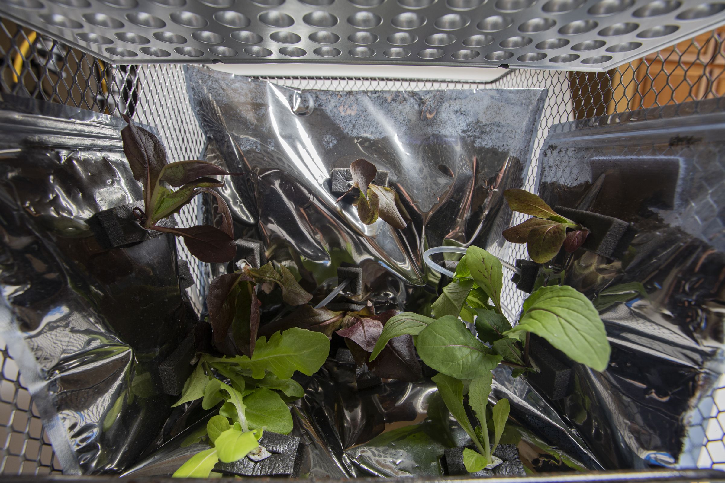 Automated Plant Growth Chamber : 7 Steps (with Pictures) - Instructables