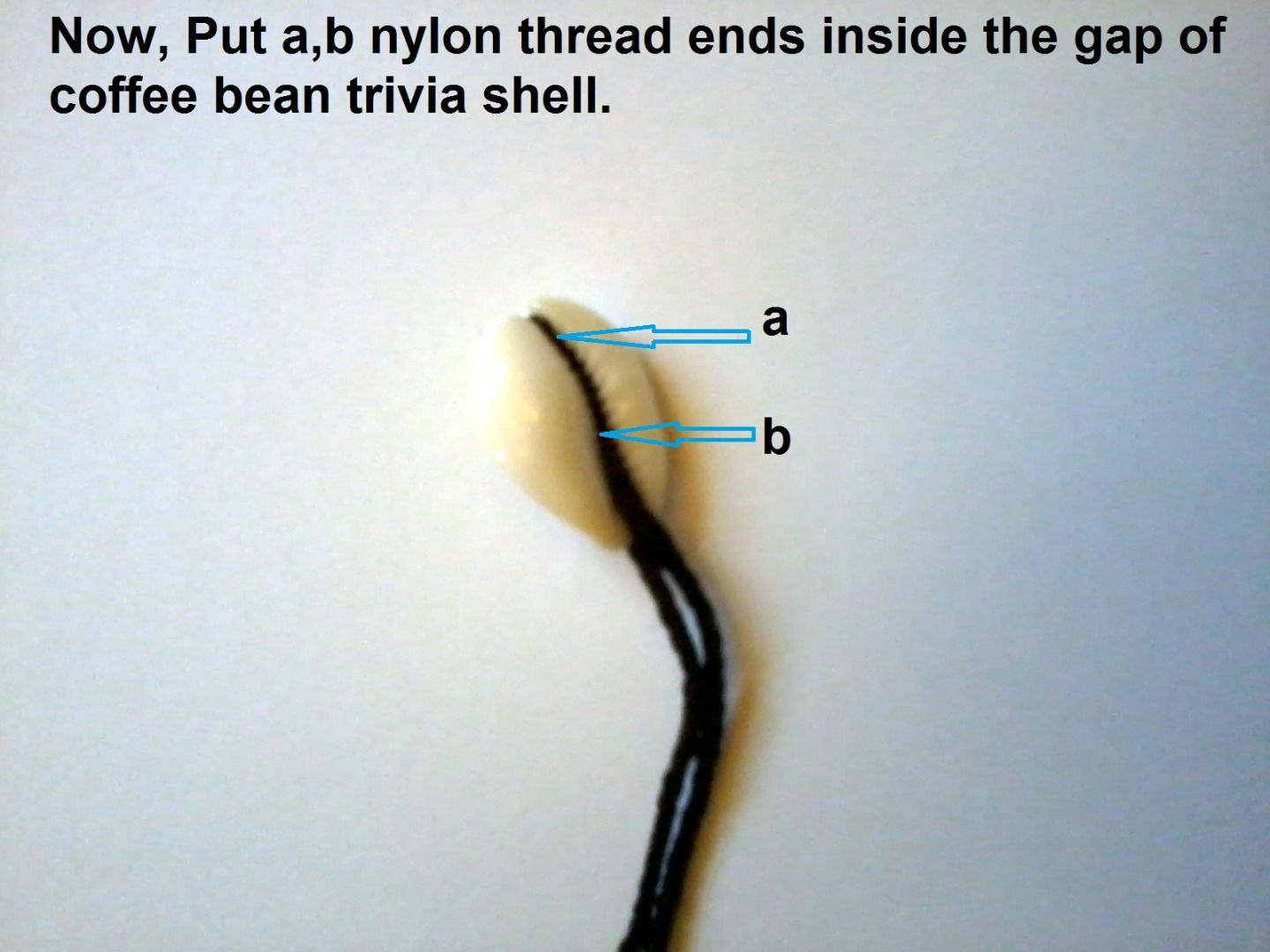 Coffee Bean Trivia Shell - Pendants for Men : 7 Steps - Instructables