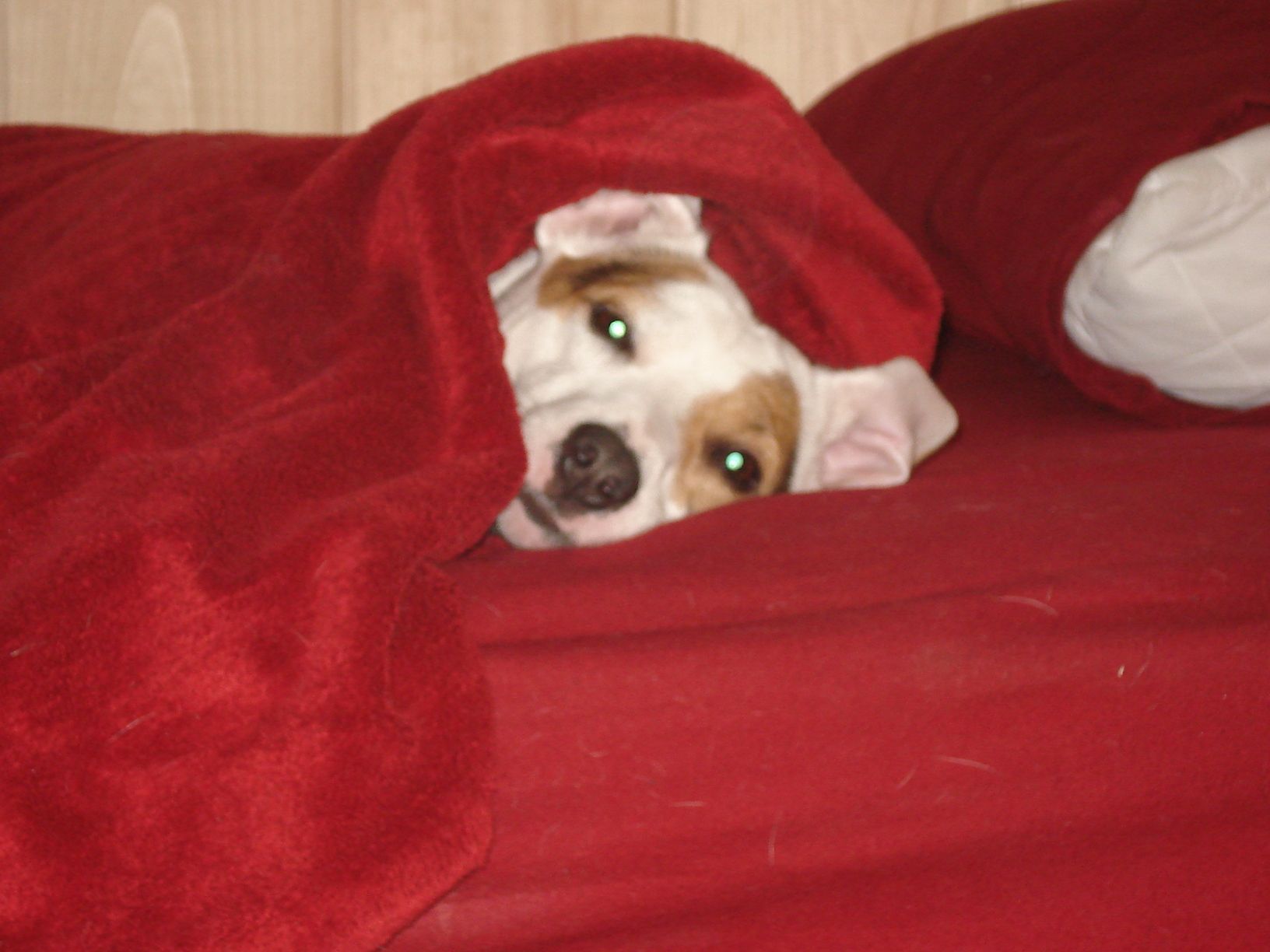 Raised Cabin Bed Frame With Hidden Space : 7 Steps - Instructables