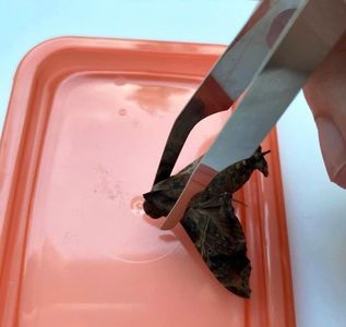 Preserving a Lepidoptera (Butterflies, Moths, and Skippers) : 7 Steps ...