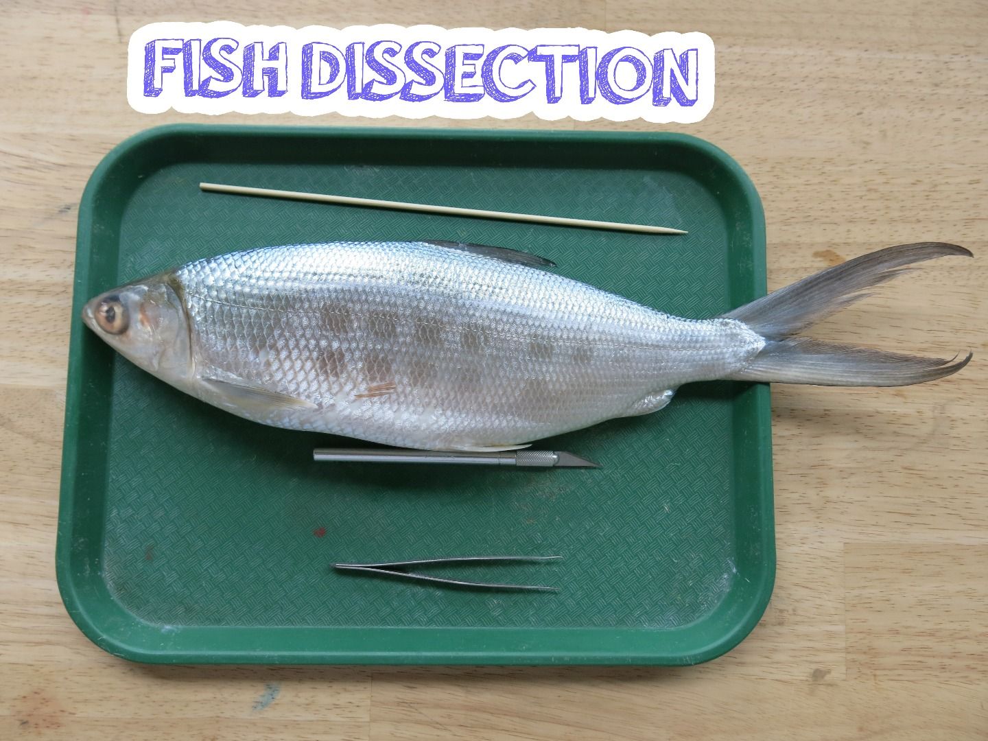 Fish Dissection! : 11 Steps (with Pictures) - Instructables