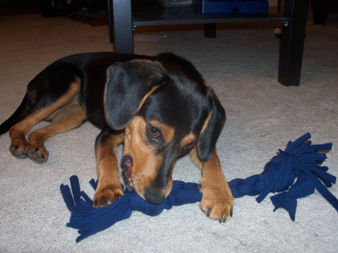 Homemade Dog Toy : 6 Steps (with Pictures) - Instructables