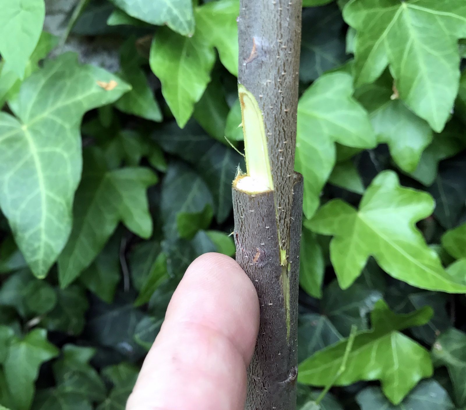 Simple Grafting Without Special Tools : 7 Steps (with Pictures ...
