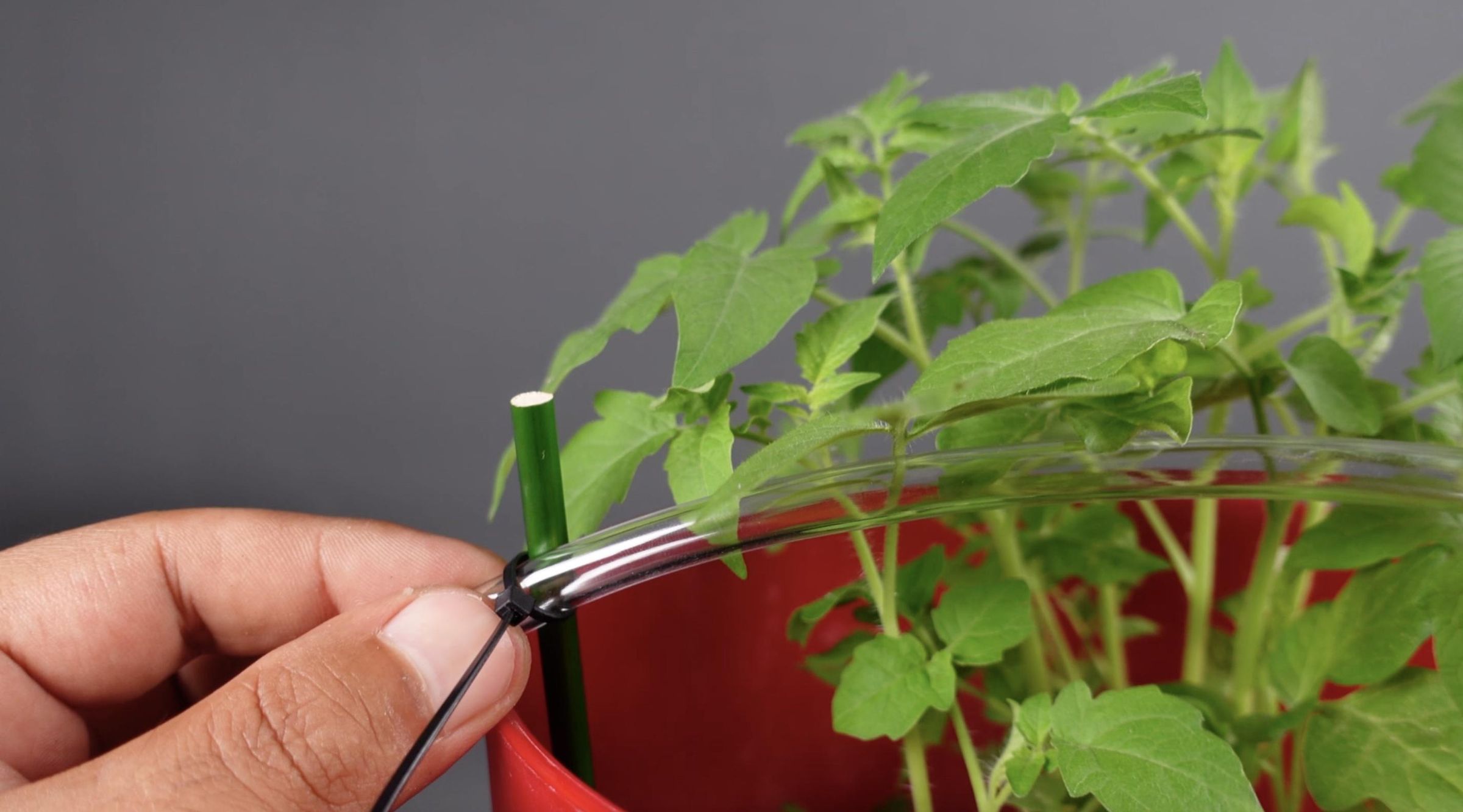 DIY Automatic Plant Watering System : 9 Steps (with Pictures ...