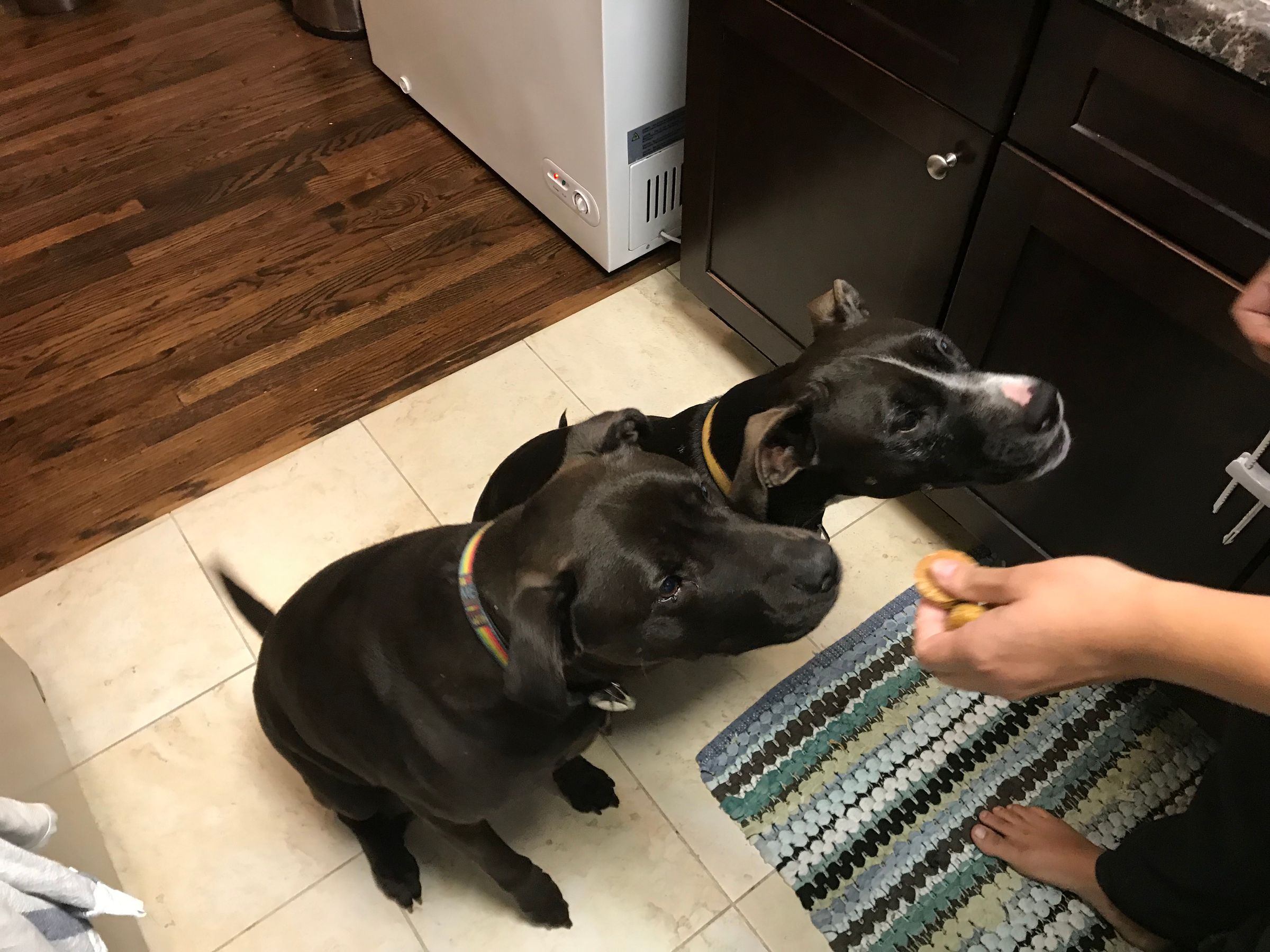 Dog Bicuits : 8 Steps (with Pictures) - Instructables