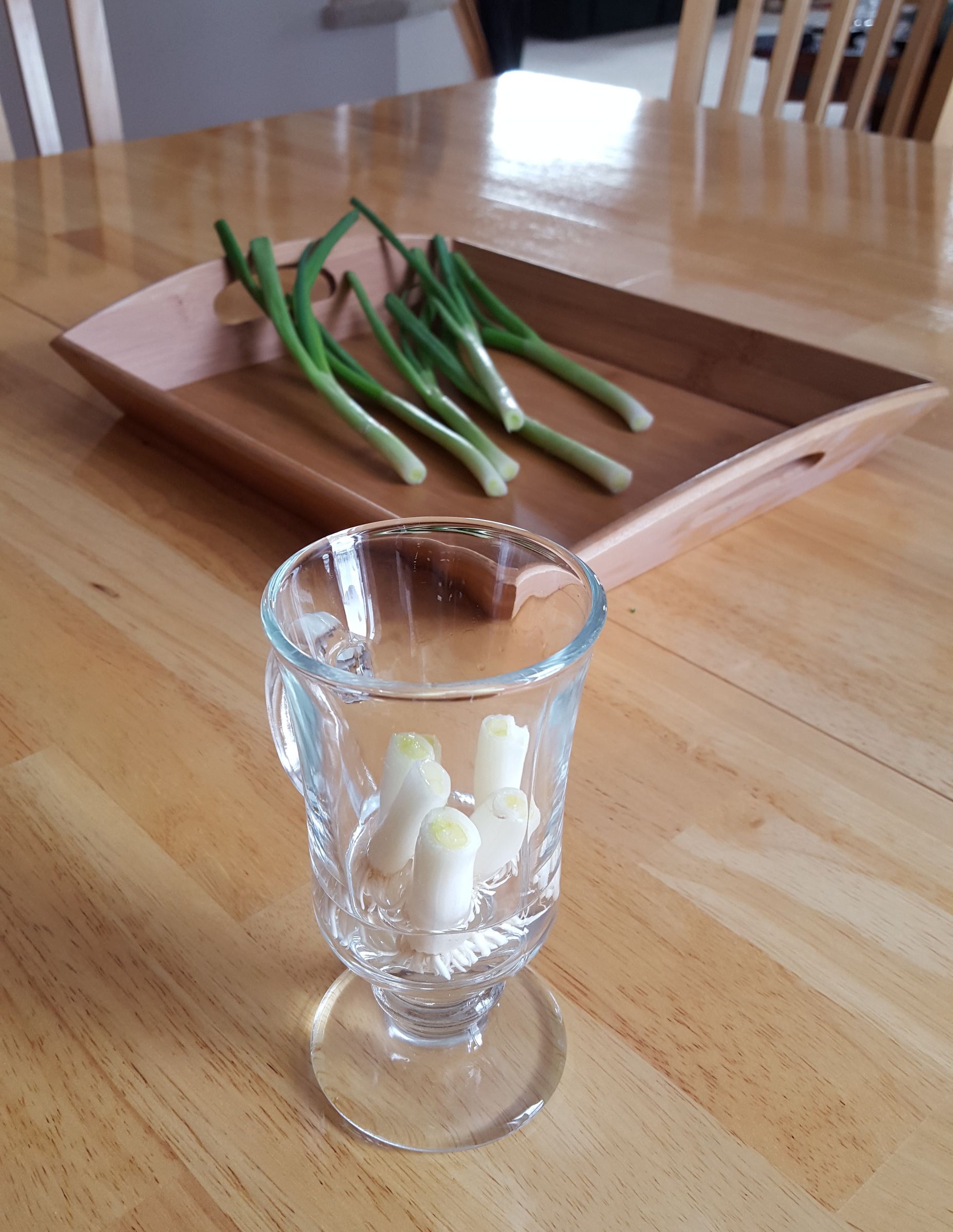 How to Regrow Green Onions : 4 Steps (with Pictures) - Instructables