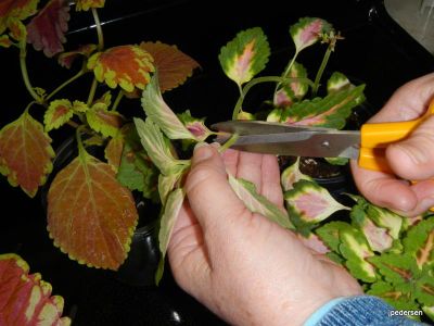From Cuttings to Plants : 6 Steps (with Pictures) - Instructables