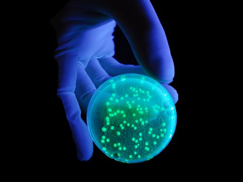 Ultraviolet Torch : 13 Steps (with Pictures) - Instructables