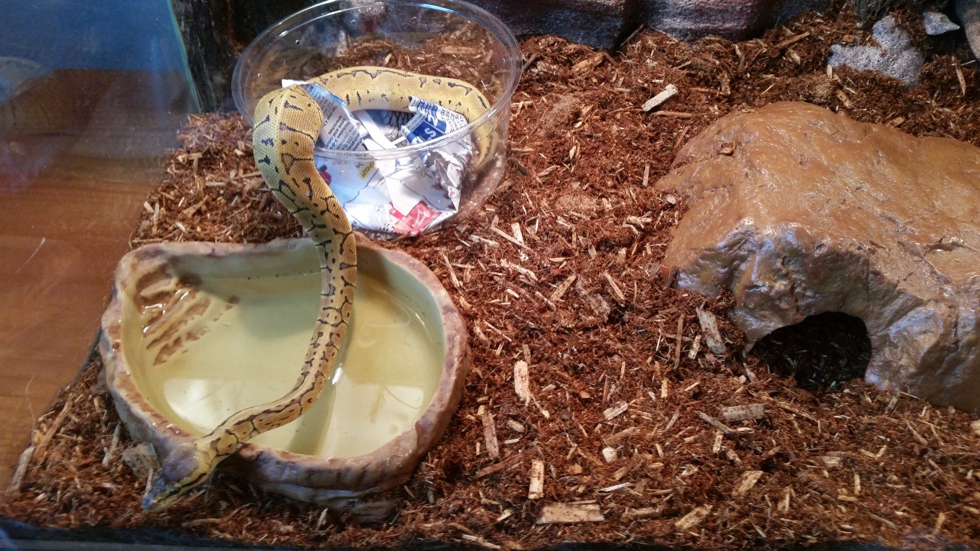 Ball Python Habitat Repurposing Materials : 14 Steps (with Pictures ...