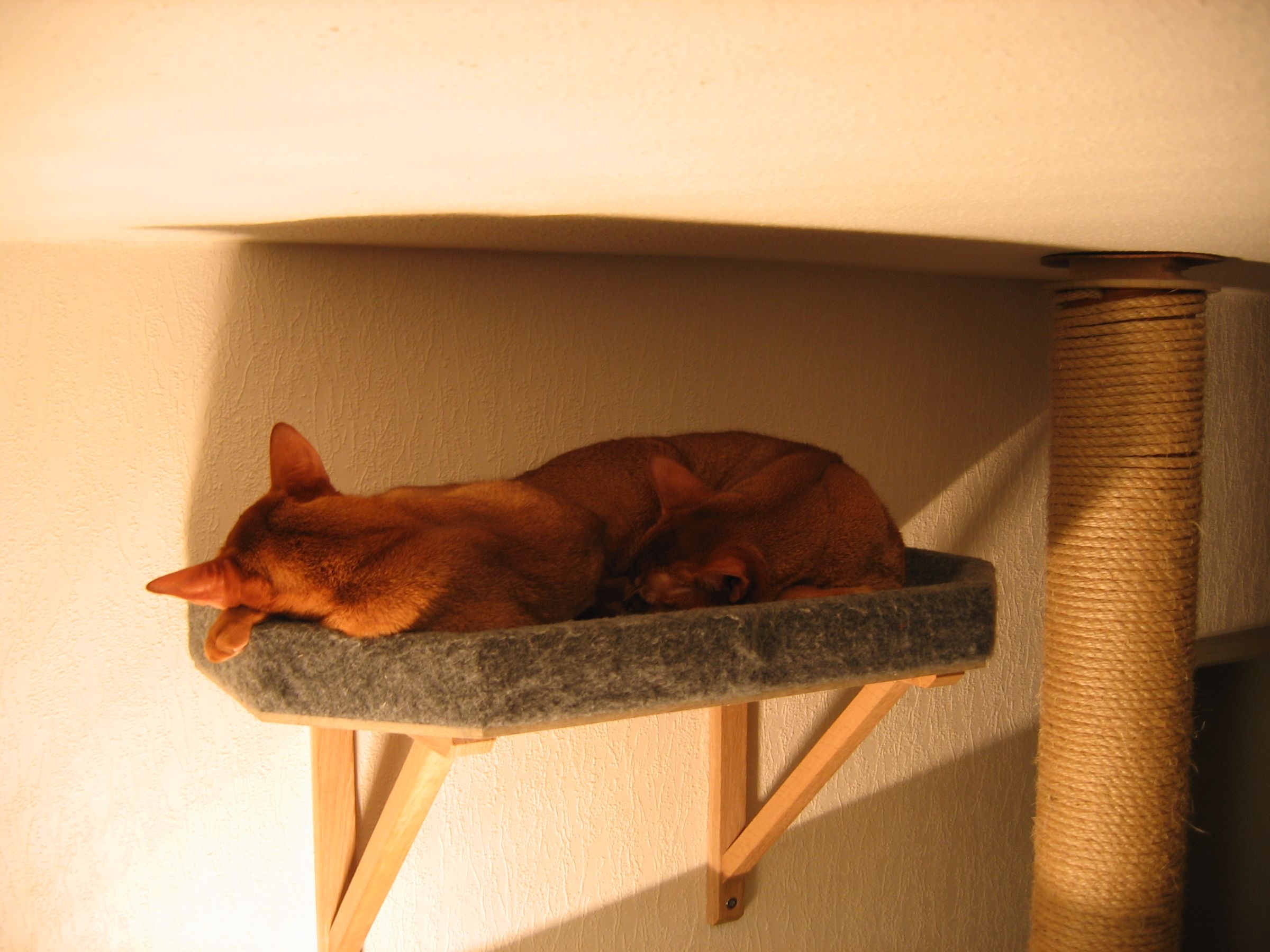 Full Size Cat Scratching / Climbing Post : 7 Steps - Instructables