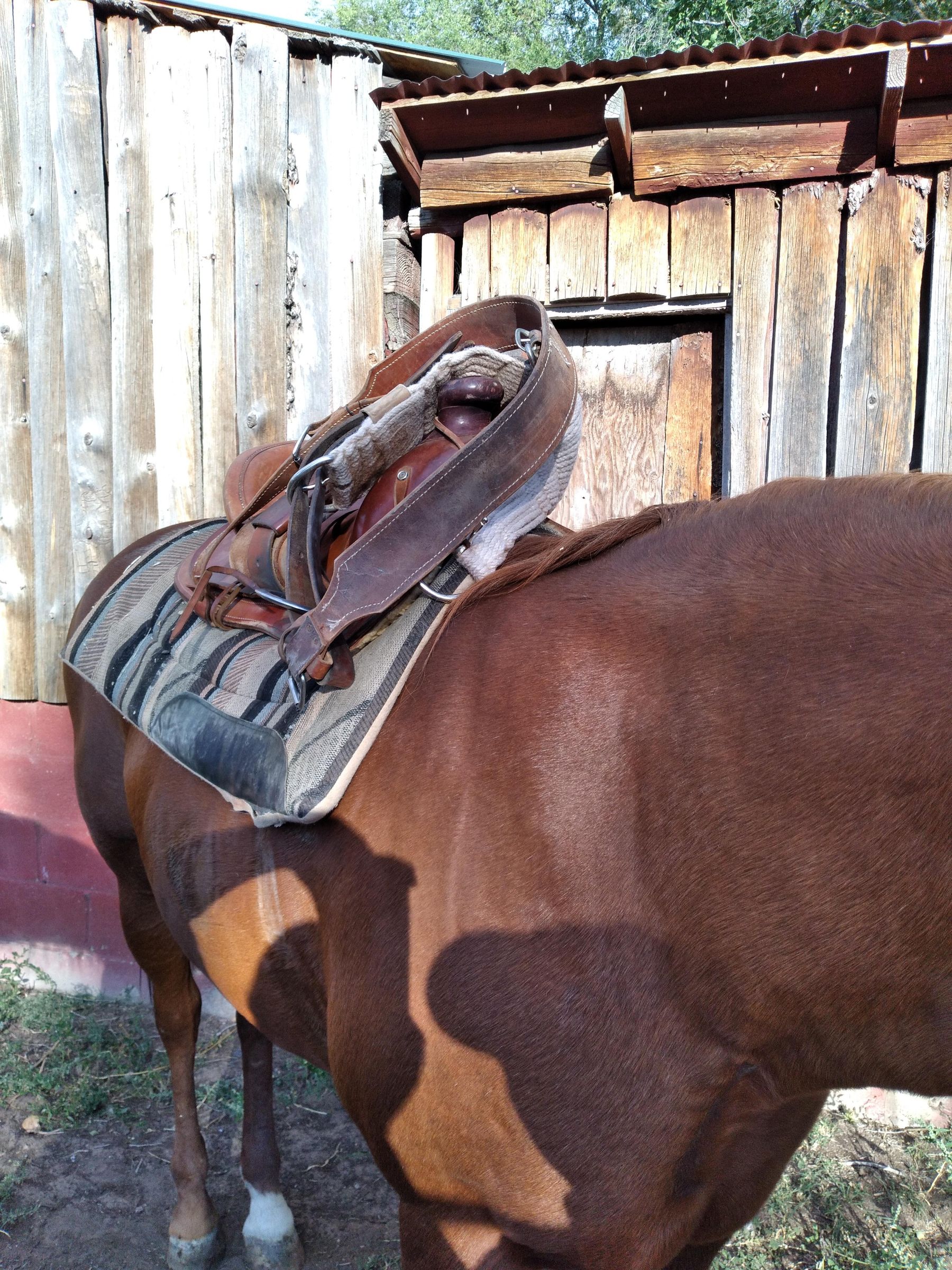 How to Saddle and Unsaddle a Horse : 11 Steps (with Pictures ...
