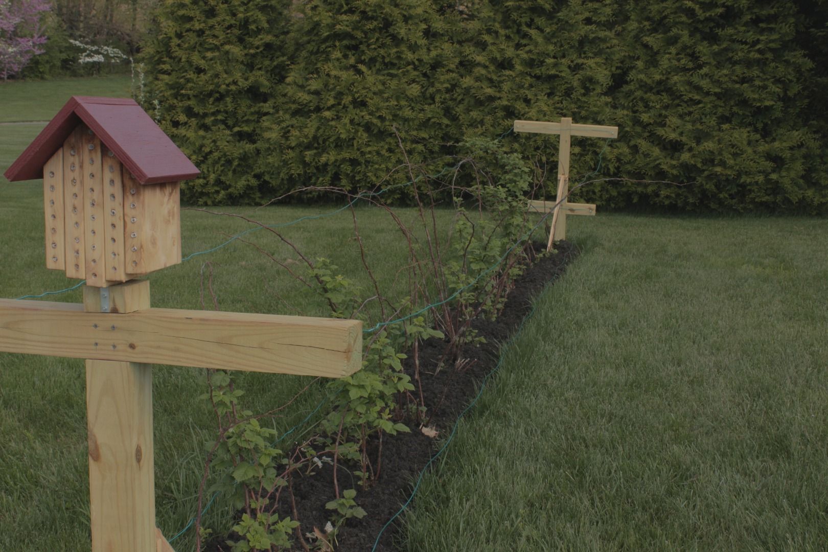 Backyard Raspberries : 17 Steps (with Pictures) - Instructables