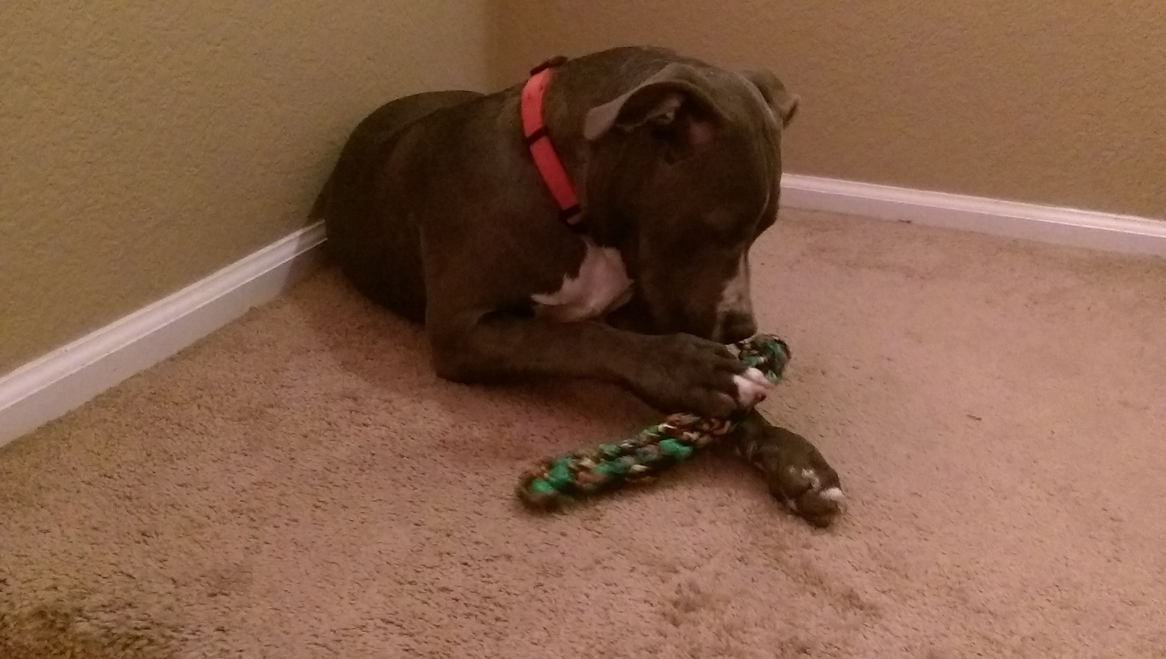 RING DOG TOY (with Pictures) - Instructables