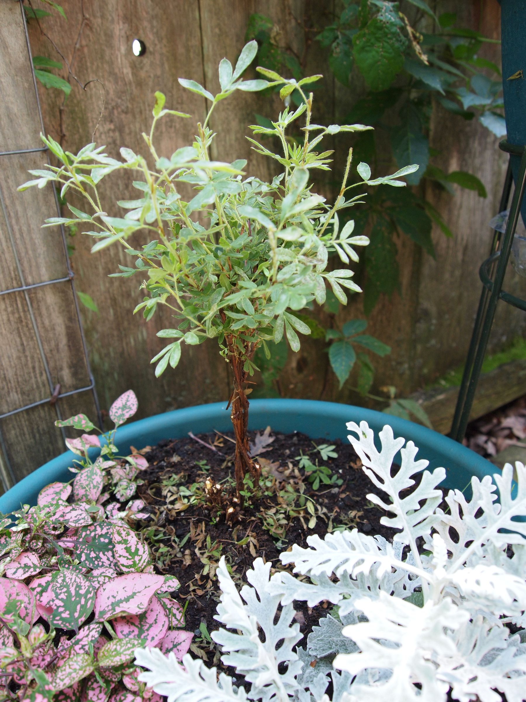 Container Topiary : 4 Steps - Instructables